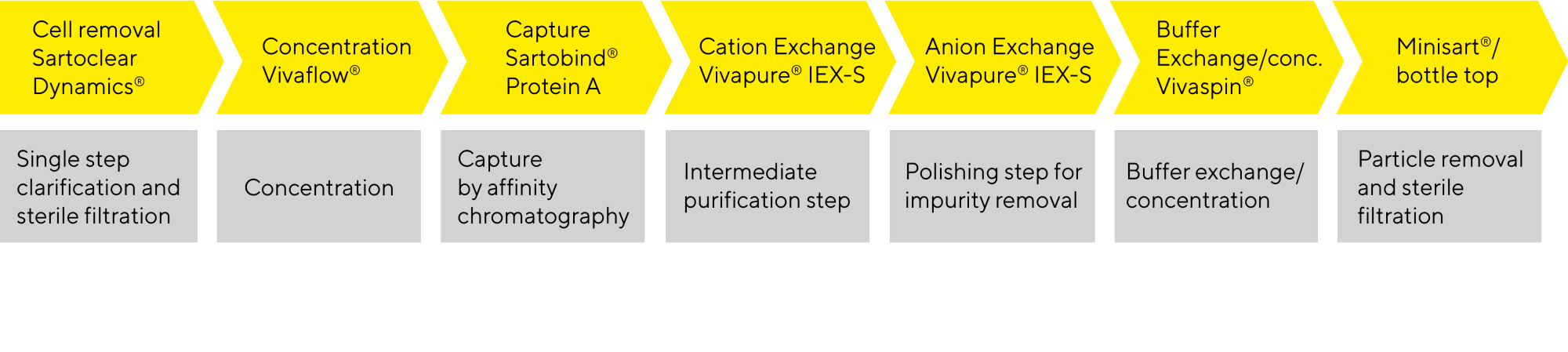 モノクローナル抗体の探索・開発｜ザルトリウス