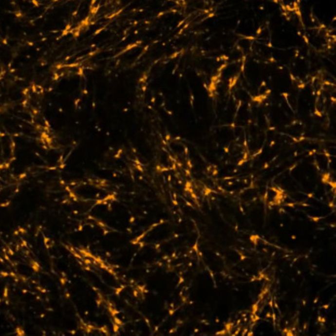 Advanced Cell Models Usher in a New Era of Neuroscience Research