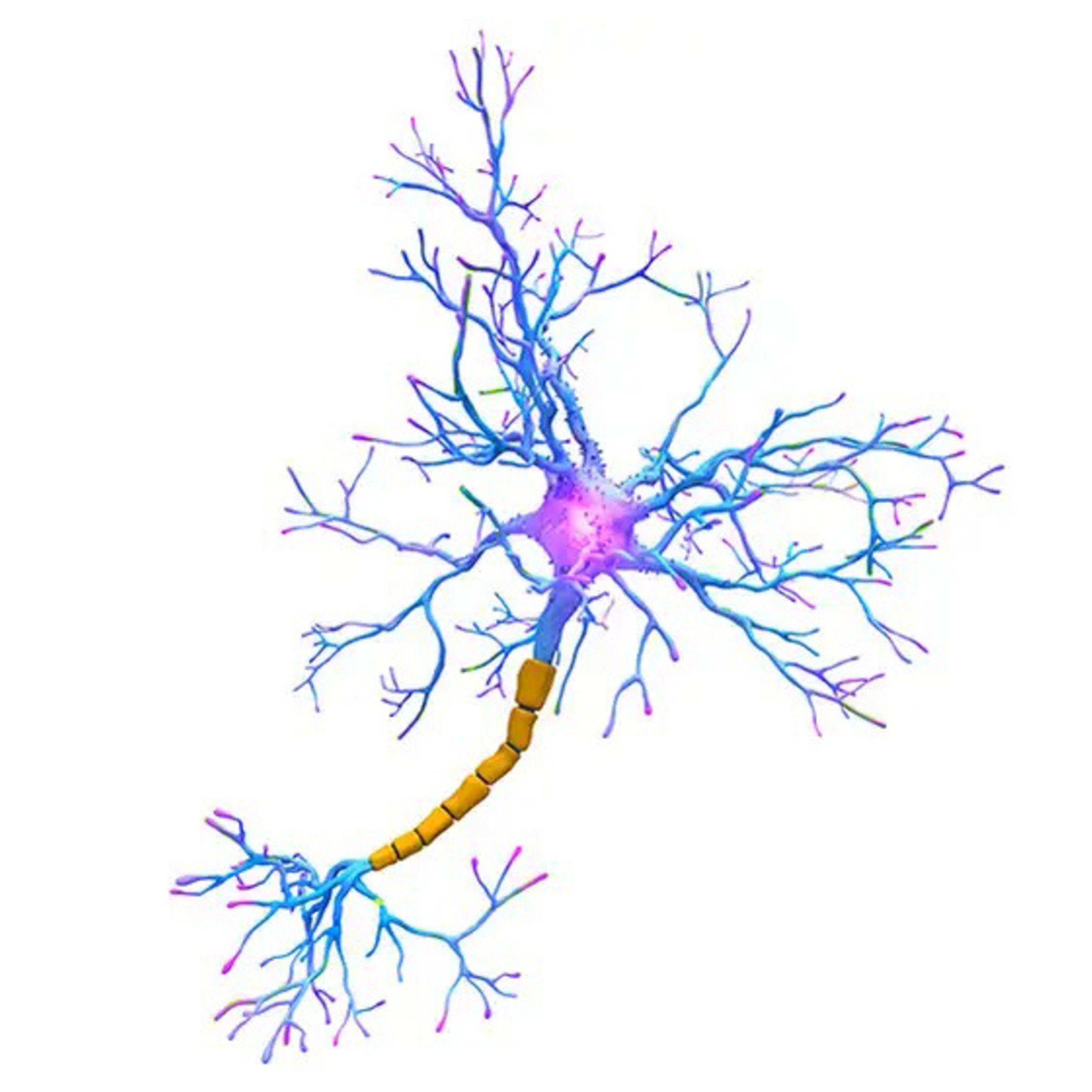 Insights into Neurodegeneration: Understanding the Endoplasmic ...