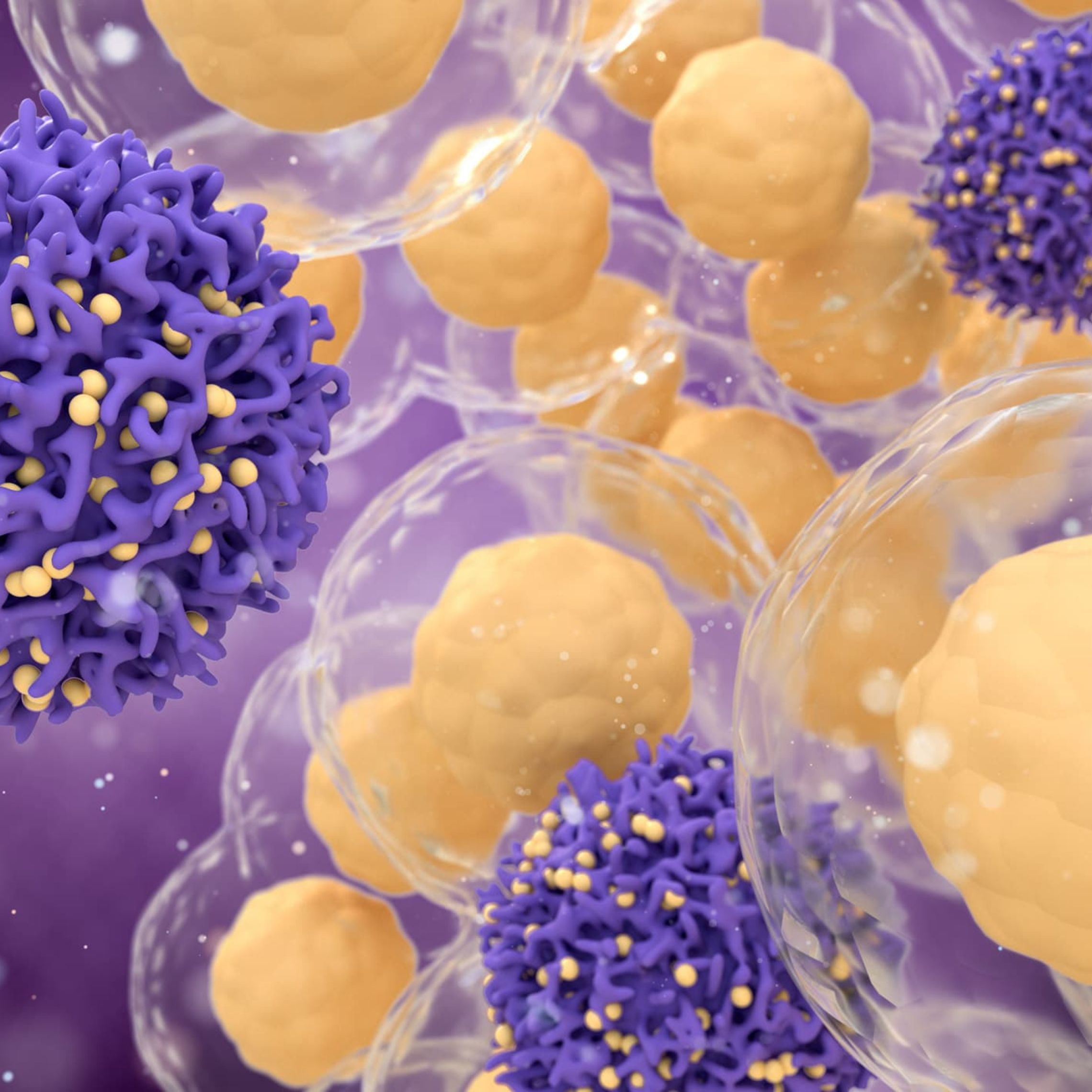 Mixed Lymphocyte Reaction | Sartorius