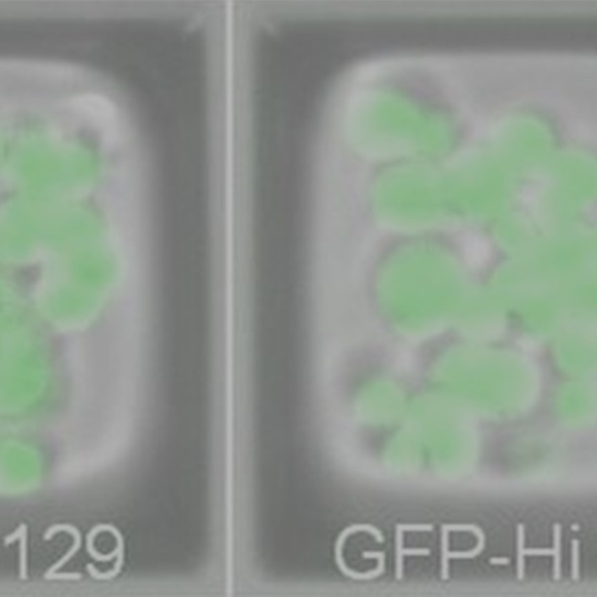 Nanowell Arrays | Sartorius