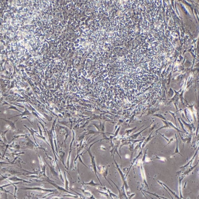 Stem Cells | Sartorius