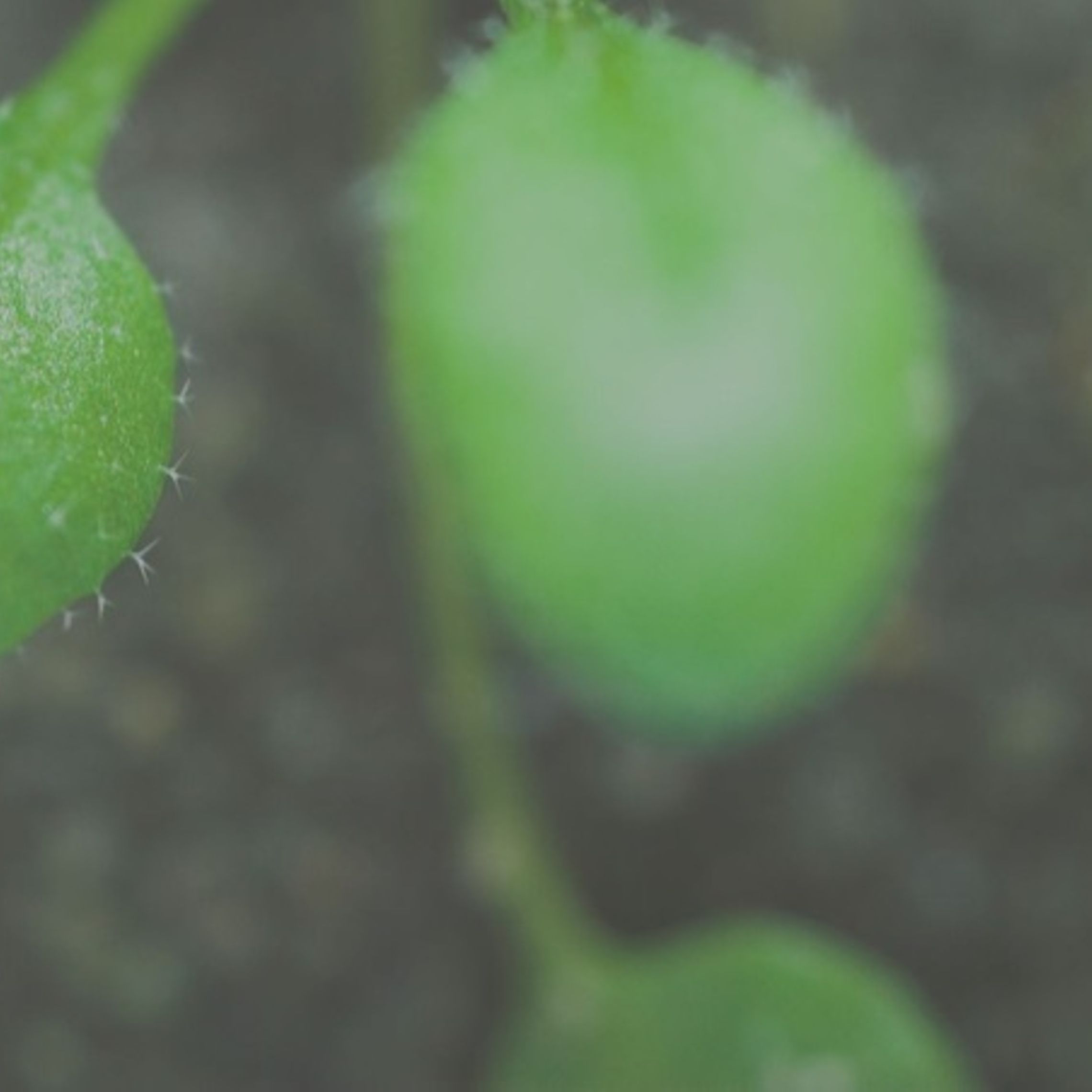 Protoplasts - Plant Cells | Sartorius