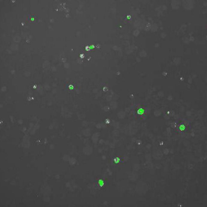 Protoplasts - Plant Cells | Sartorius