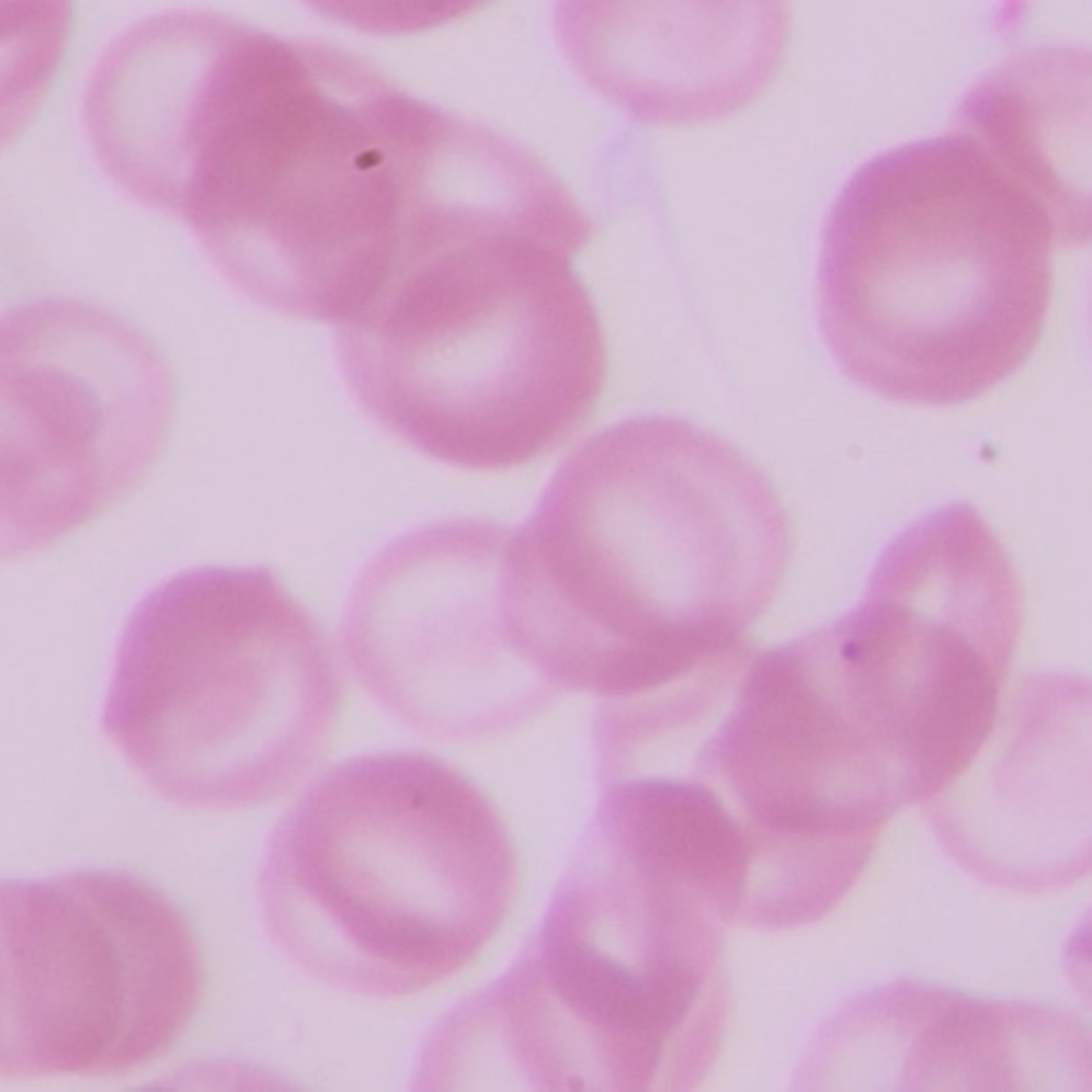 Hematopoietic Stem Cells Microscope