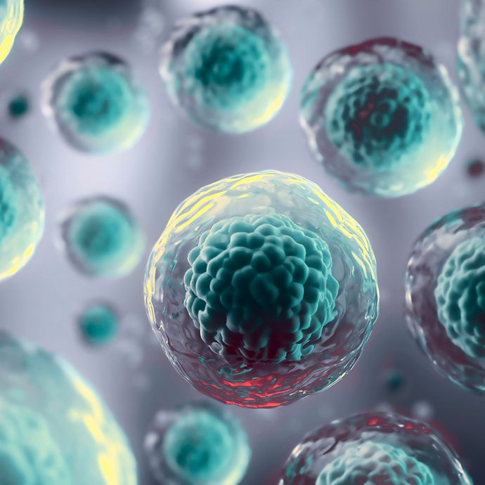 Stem Cells | Sartorius