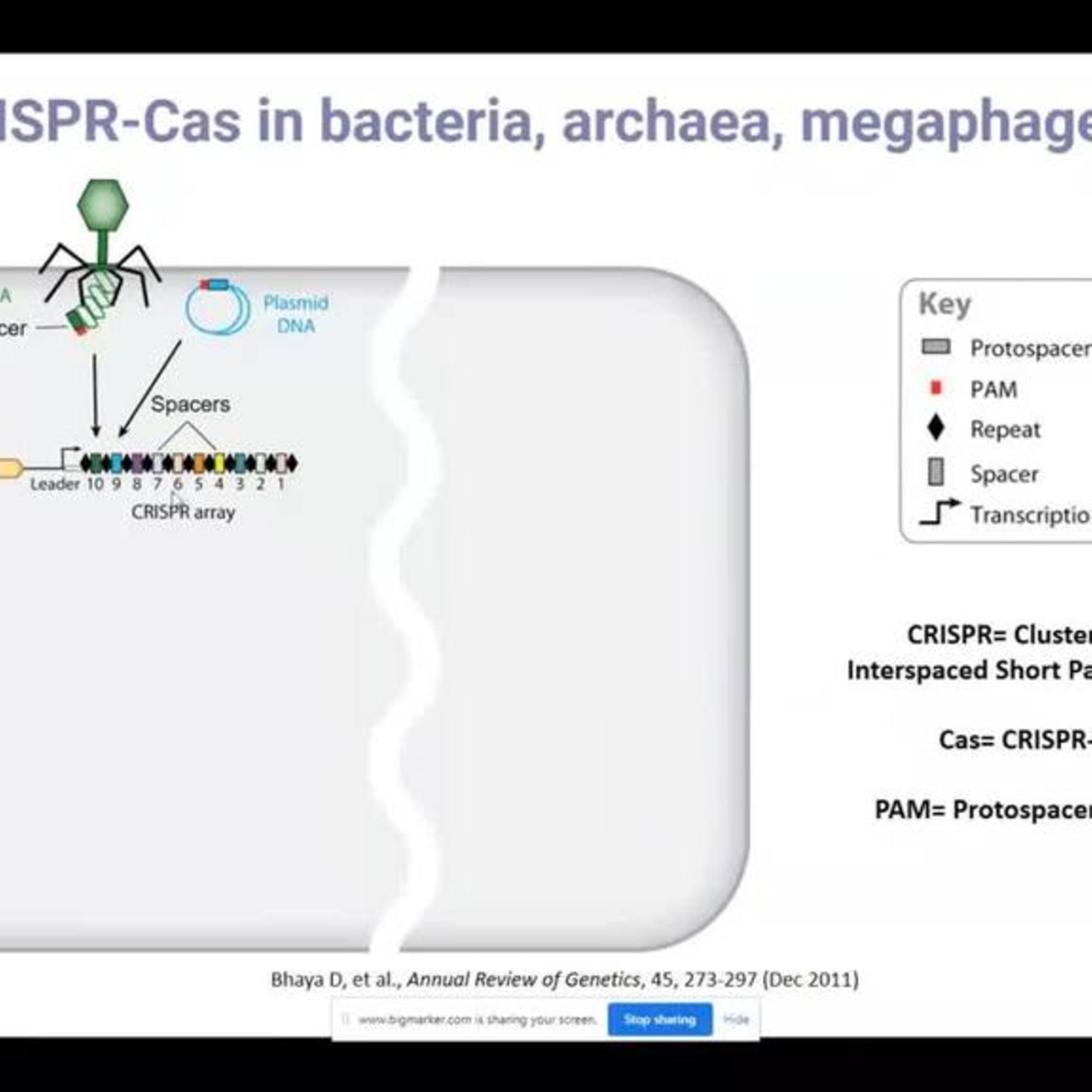 Strategies for Detecting New Viral Threats: How Scientists Detect Viral ...