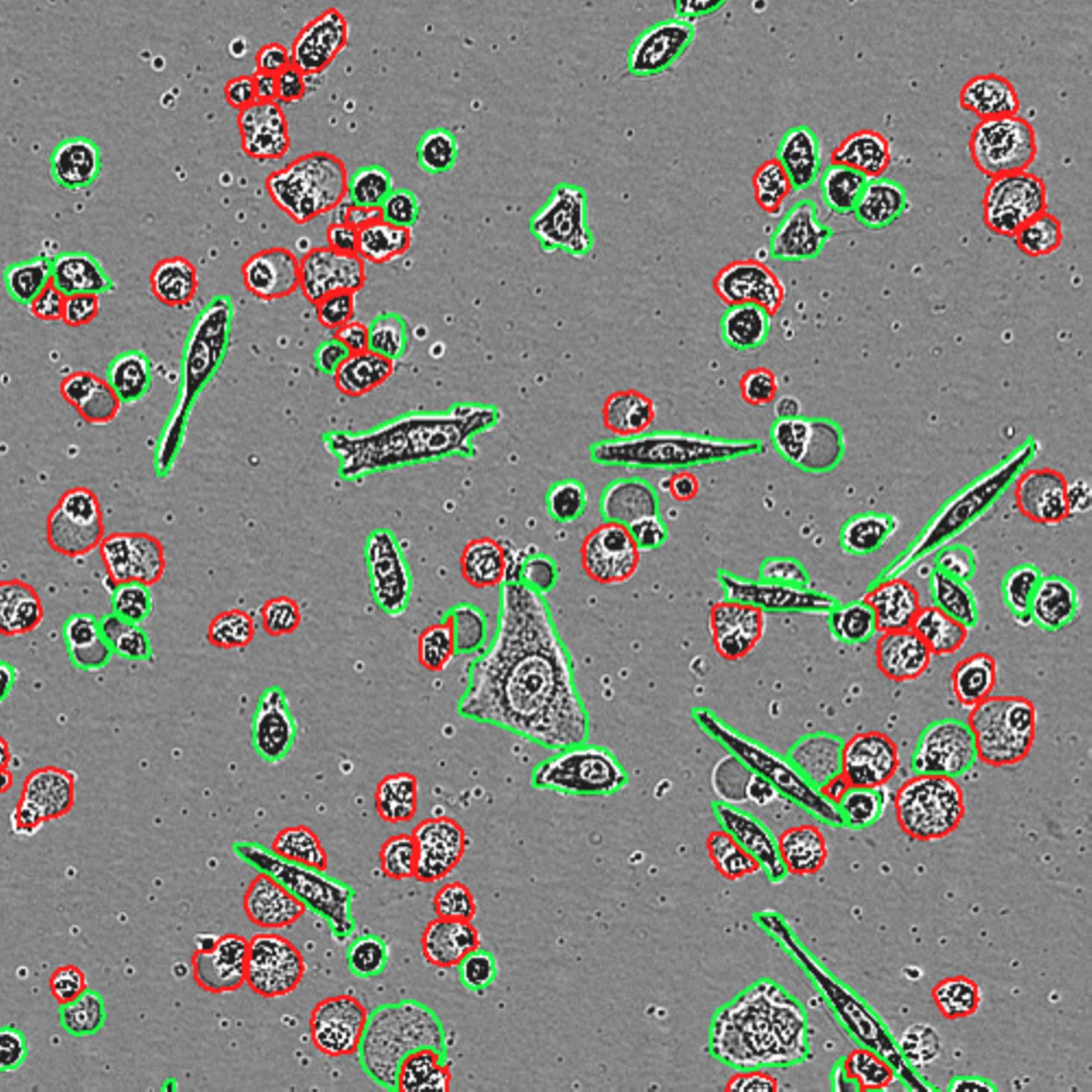 Incucyte® Label-Free Viability | Sartorius