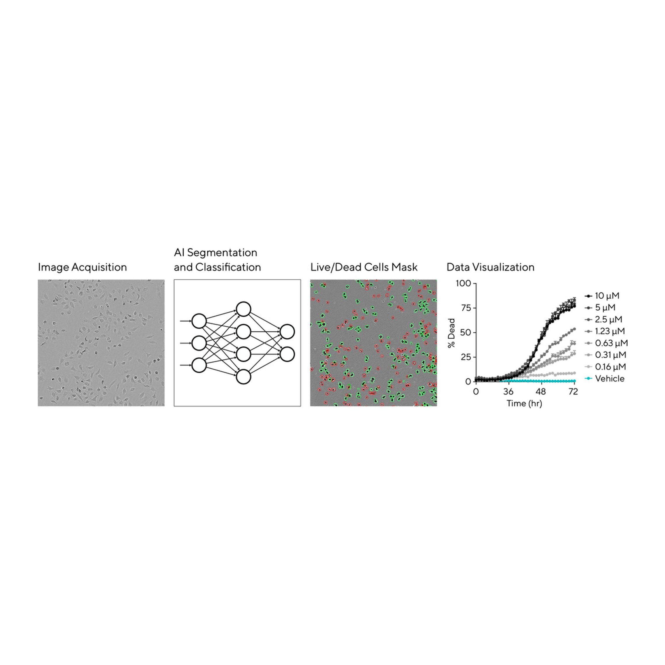 Live-Cell Analysis for AI-Driven Label-Free Quantification of Cell ...