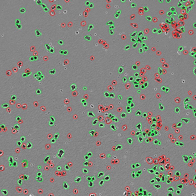 Incucyte® AI Cell Health Analysis Software Module | Sartorius