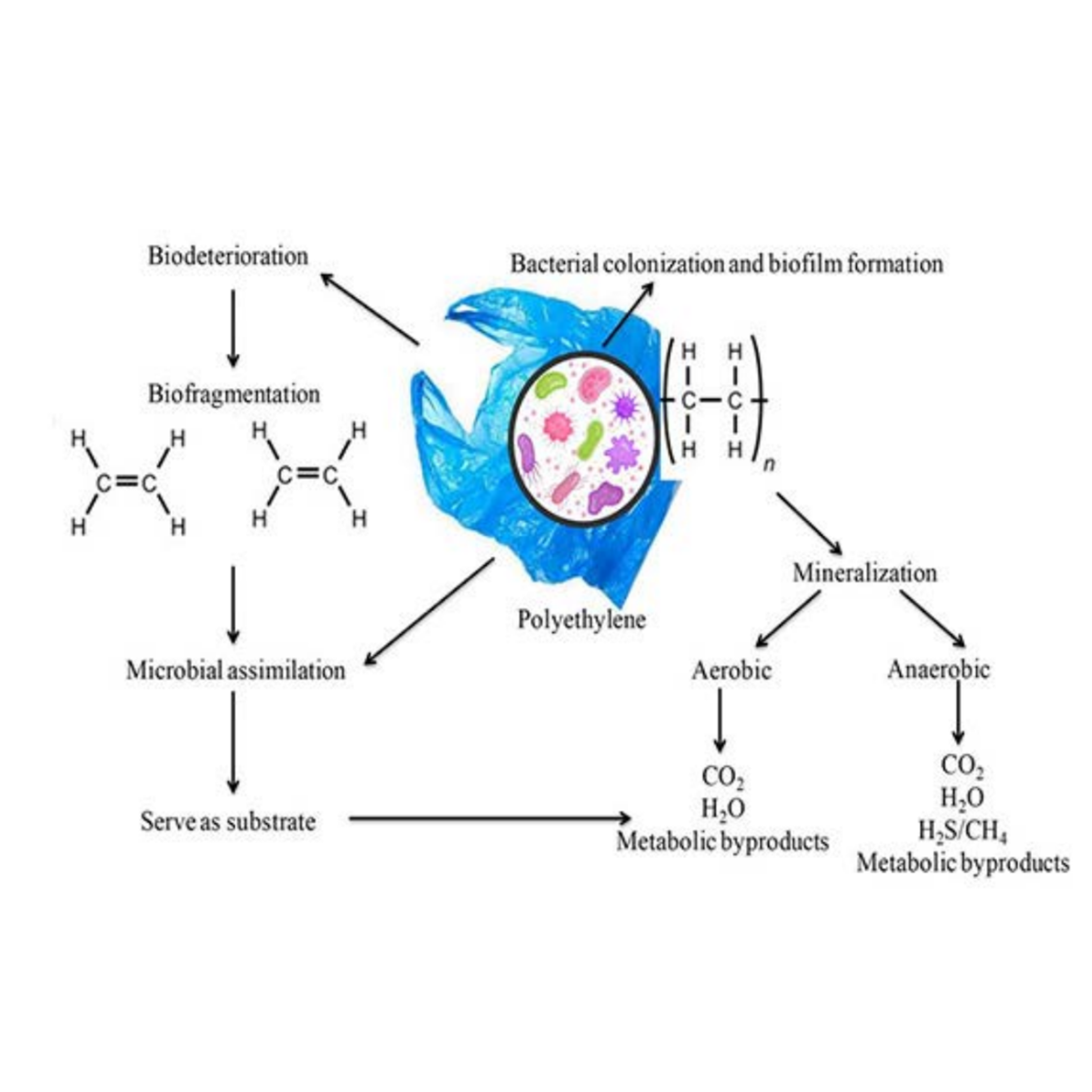 Enzymatic Degradation of Plastic: Recent Methods, Applications, and ...