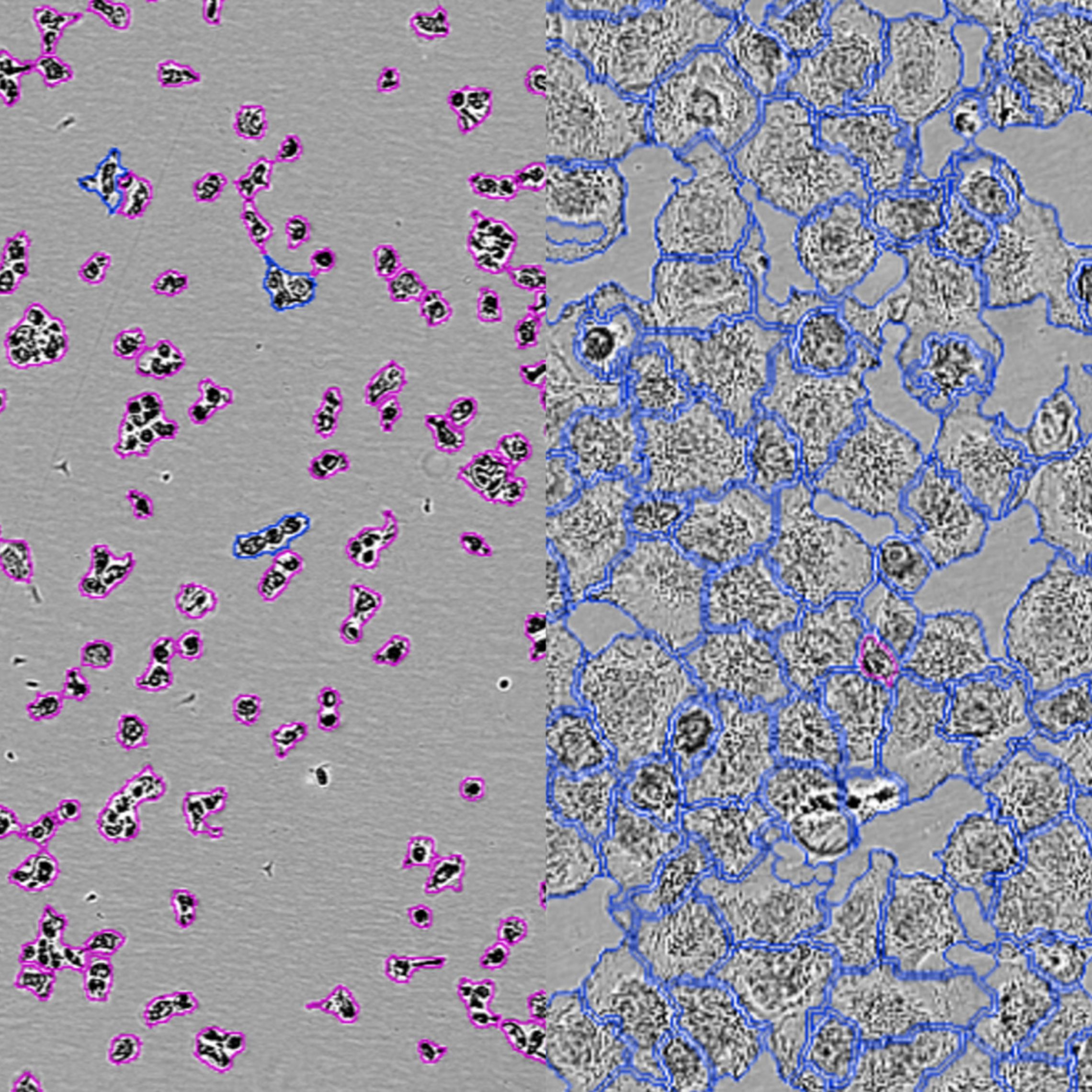 Quantifying Morphological Change Using Label-Free Live-Cell Analysis ...