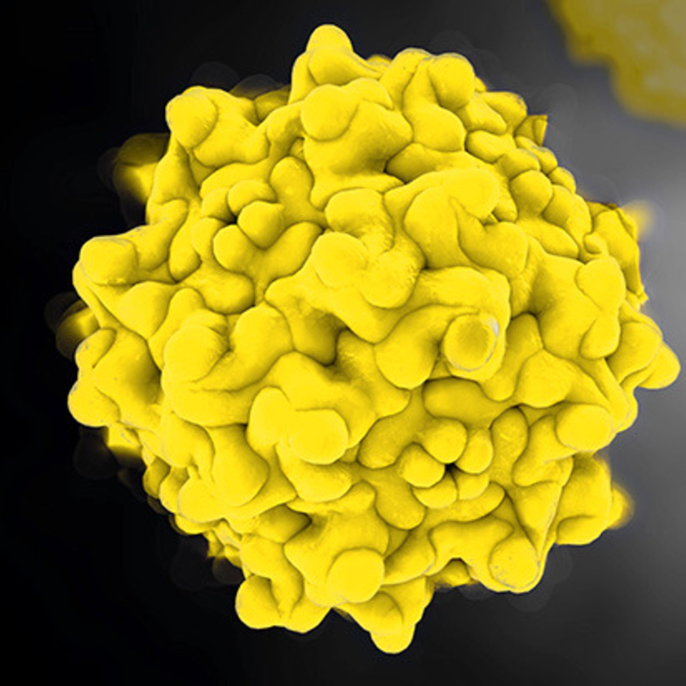 Gene Therapy Development: Adeno-Associated Viral (AAV) Capsid Titer ...