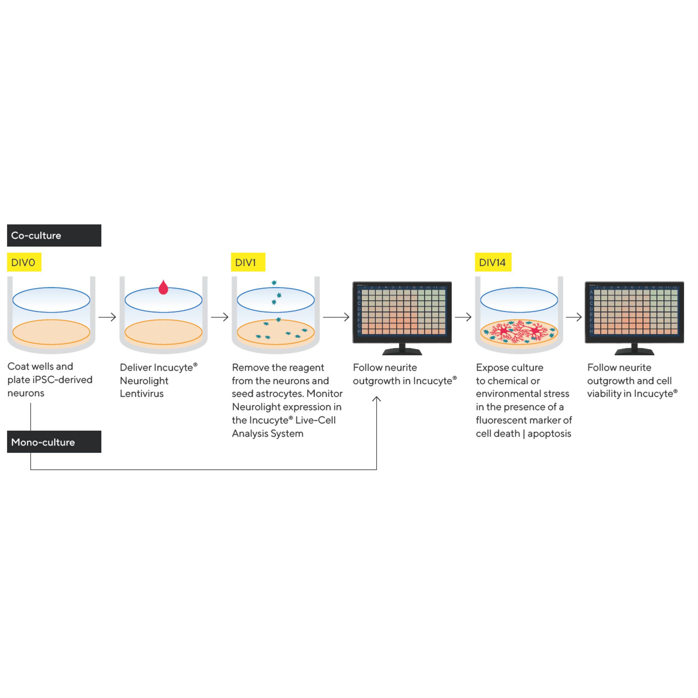 Live-Cell Imaging and Analysis for Neuroscience