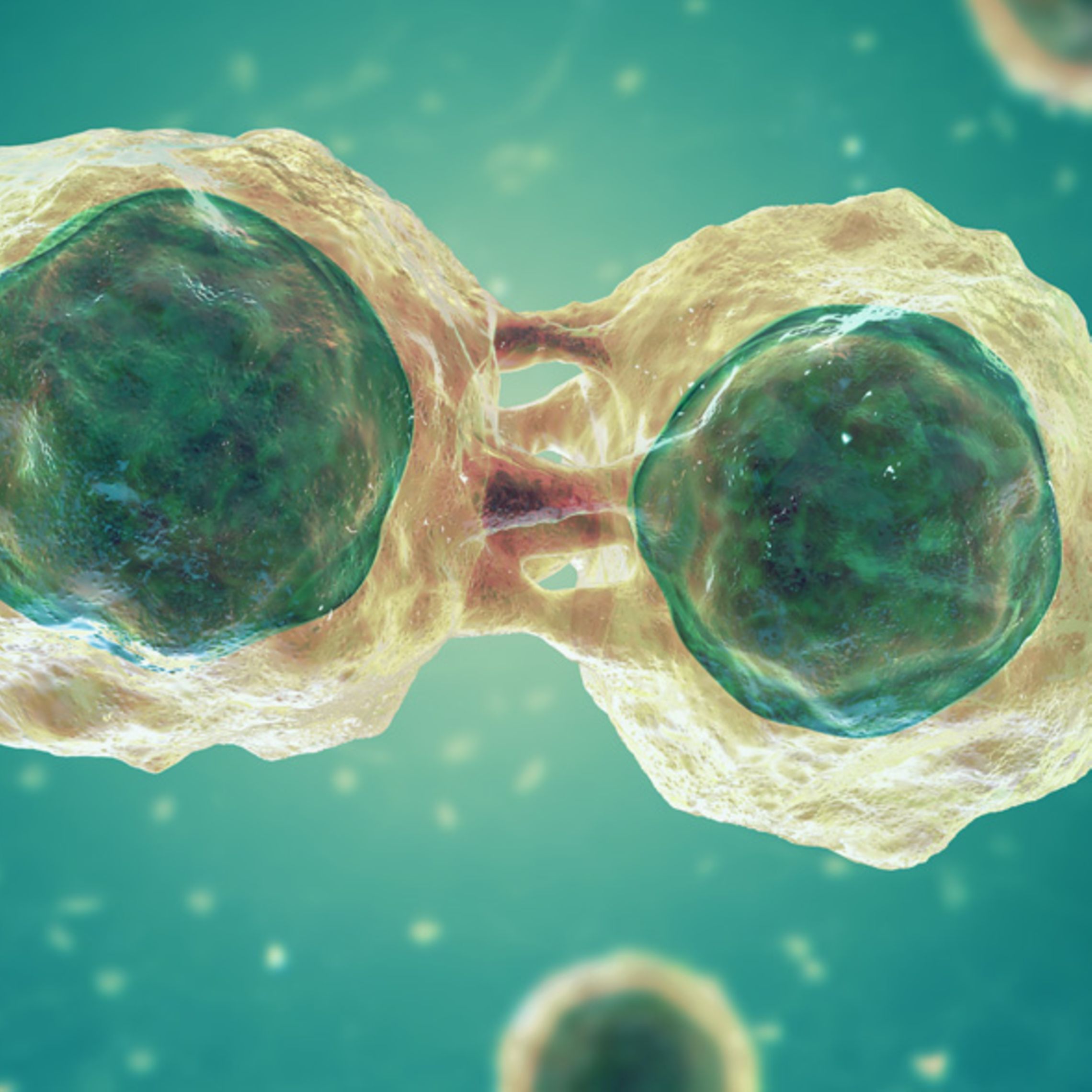 Demystifying the Art of Stem Cell Isolation and Picking