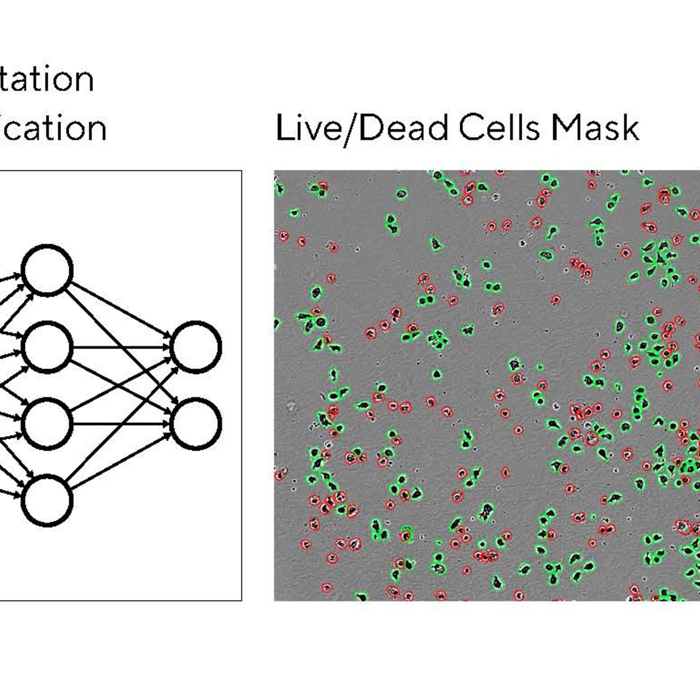 Quantifying Chemotherapeutic Cytotoxicity in Glial Cells using AI ...