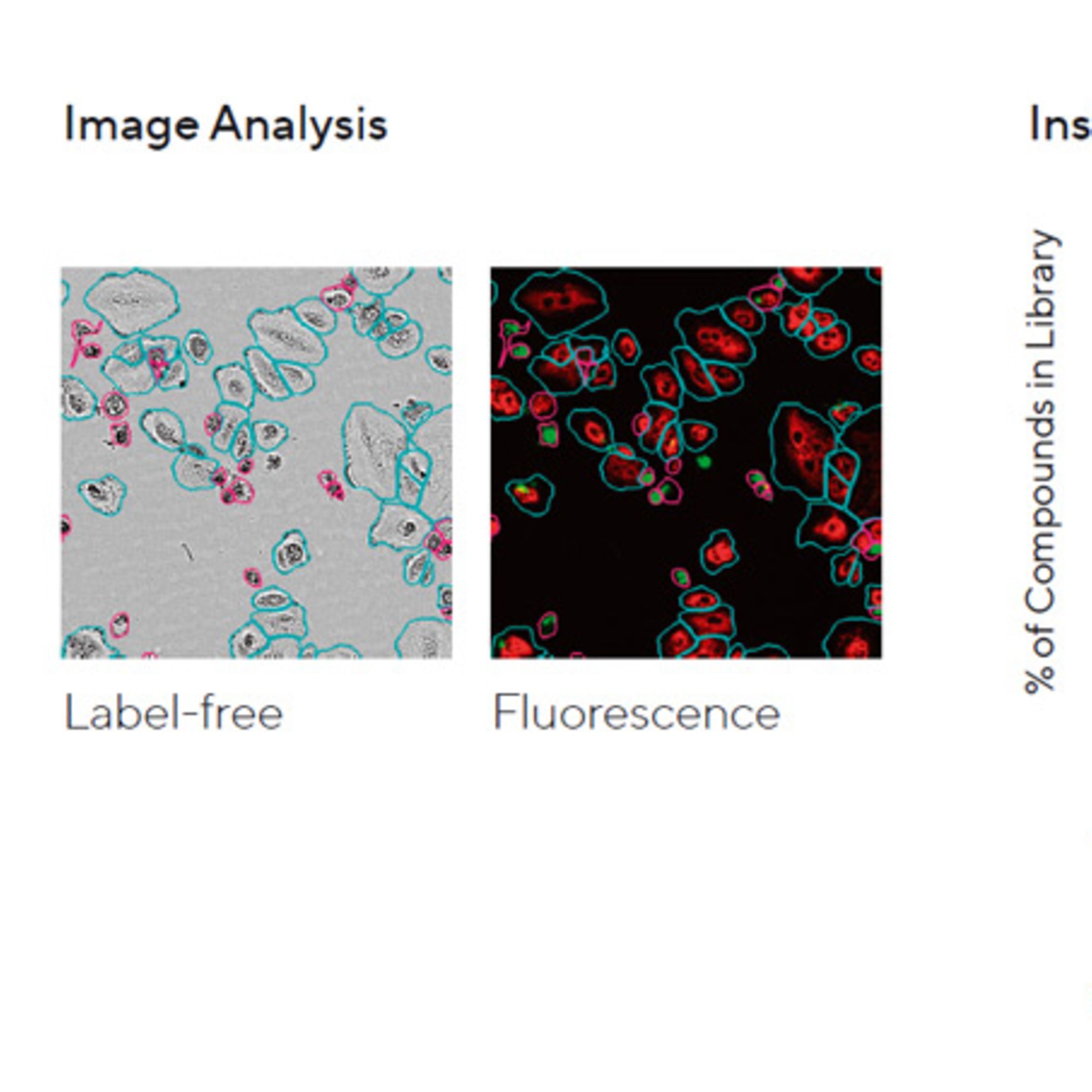 Cell-based Phenotypic Screening With Incucyte® Live-Cell Analysis Systems