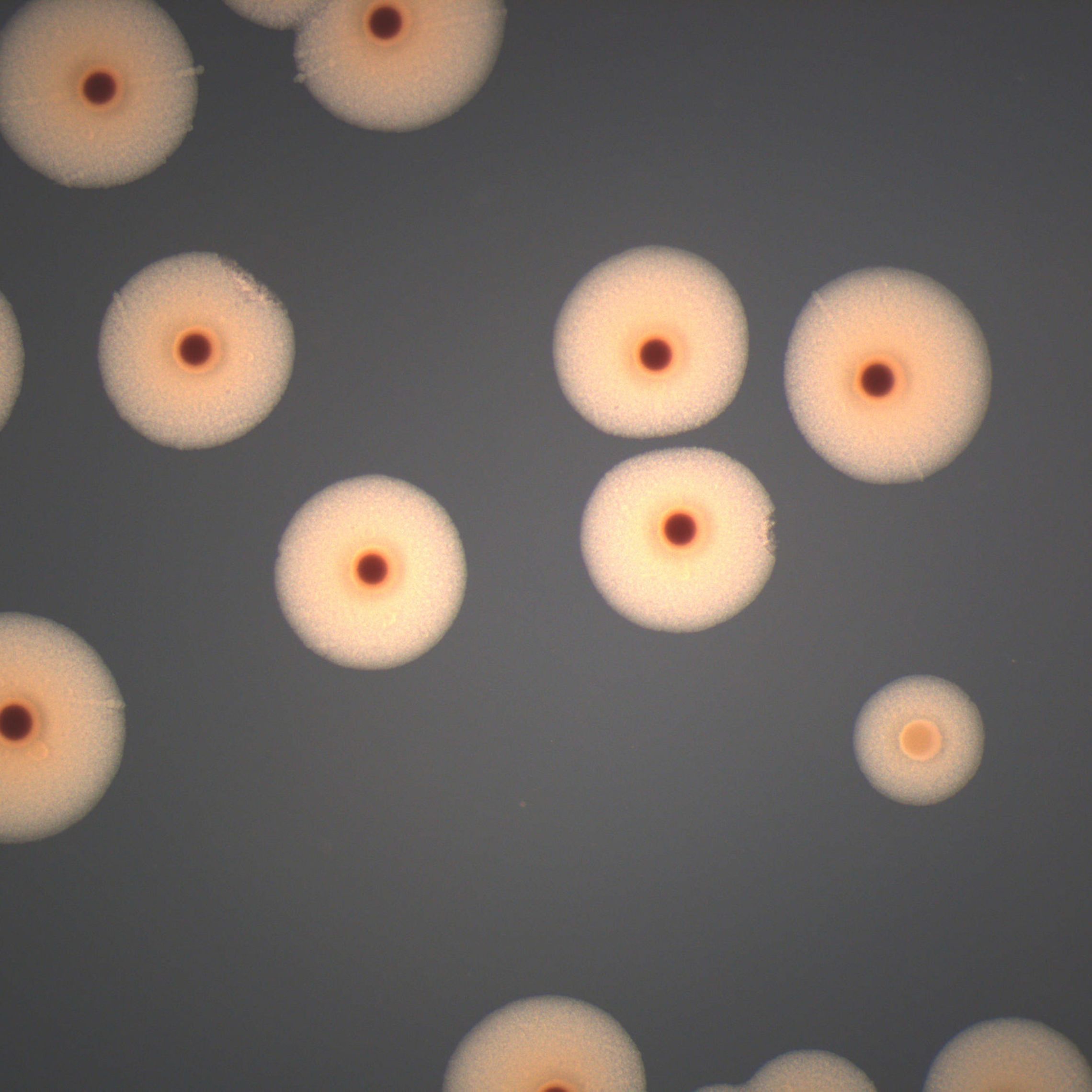 How to Prevent Mycoplasma Contamination and Spread in Your Cell Culture ...