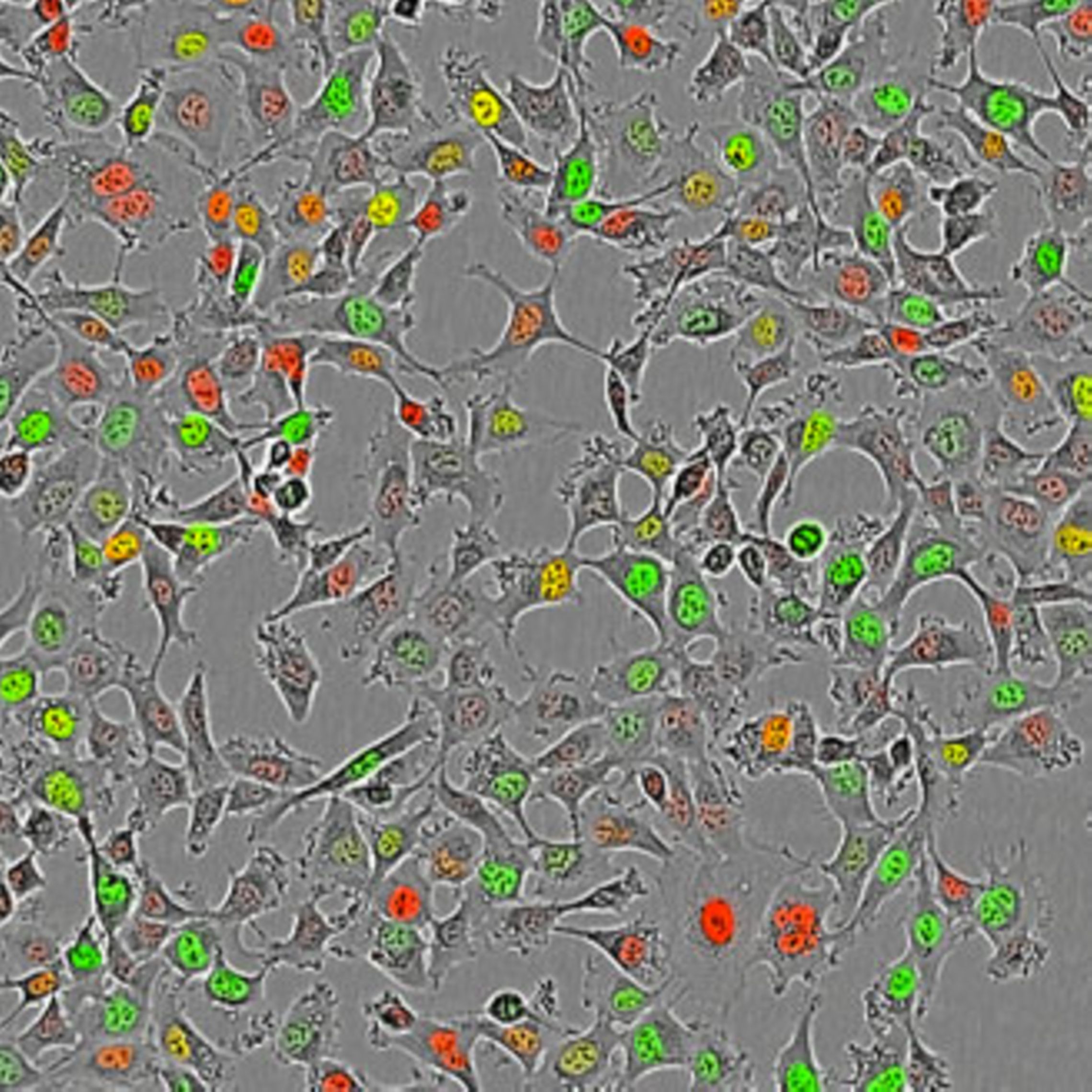 Cell Cycle Assays | Sartorius