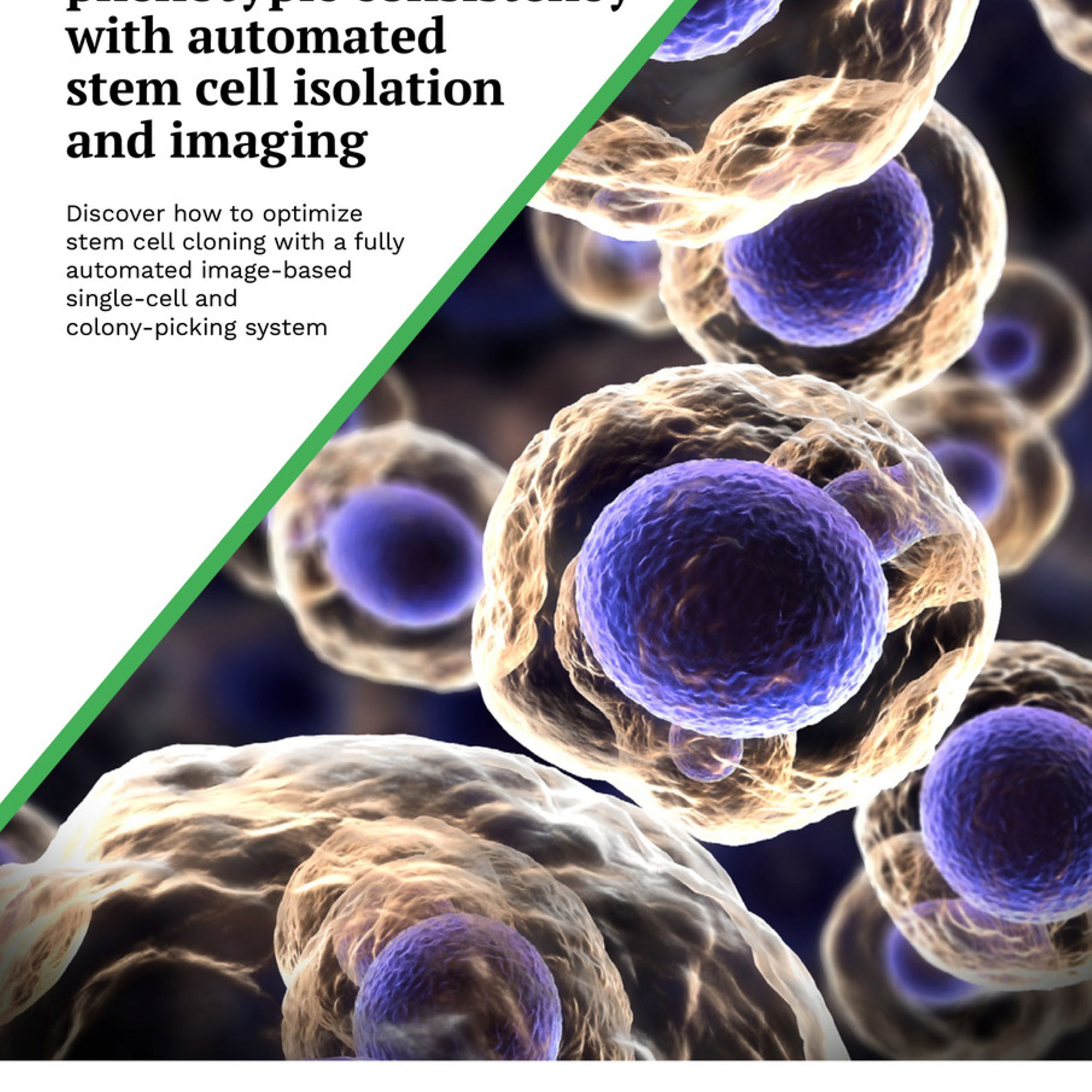 A Comprehensive Guide to Maintaining Phenotypic Consistency With ...