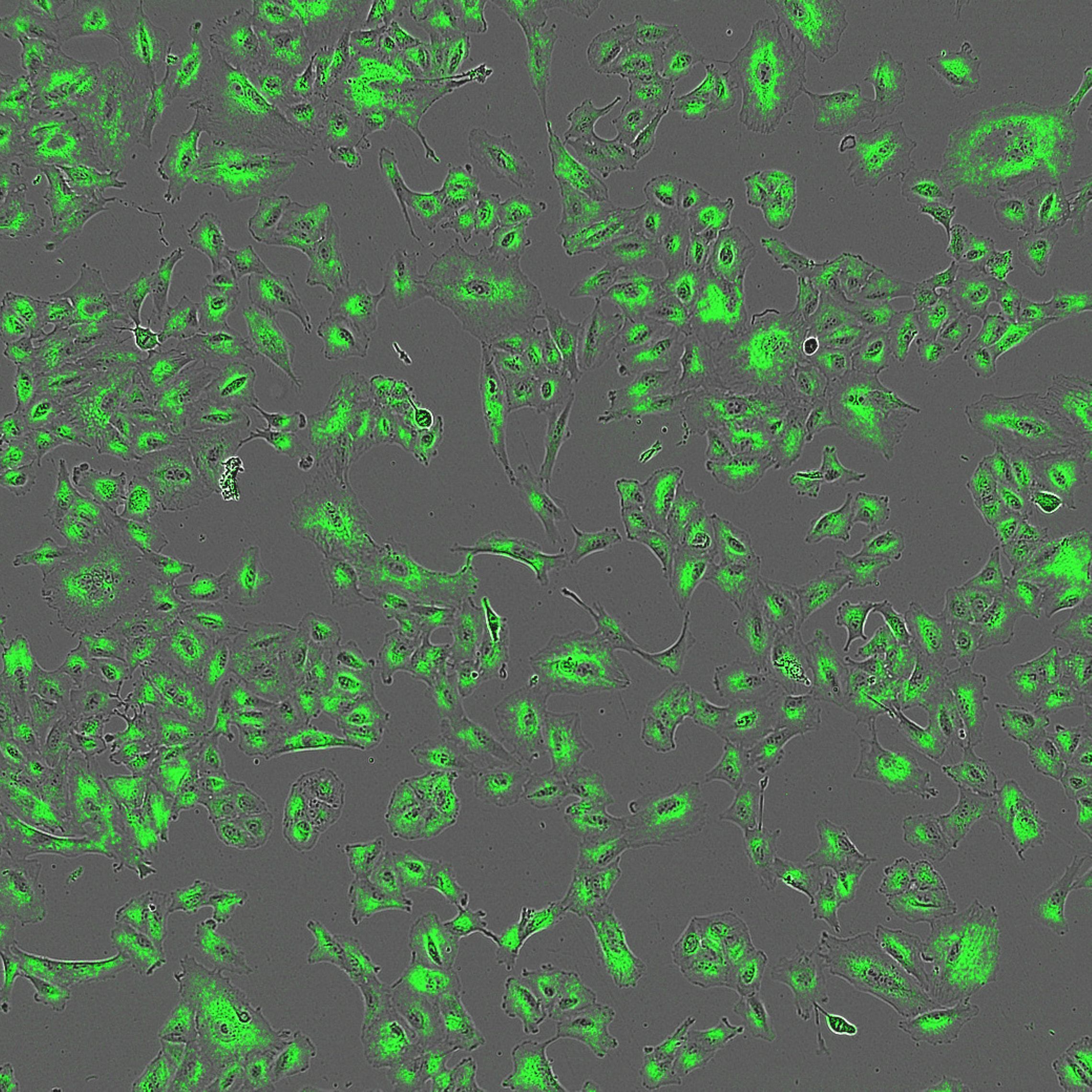 Incucyte® EV Uptake Assay for Live-Cell Analysis | Sartorius