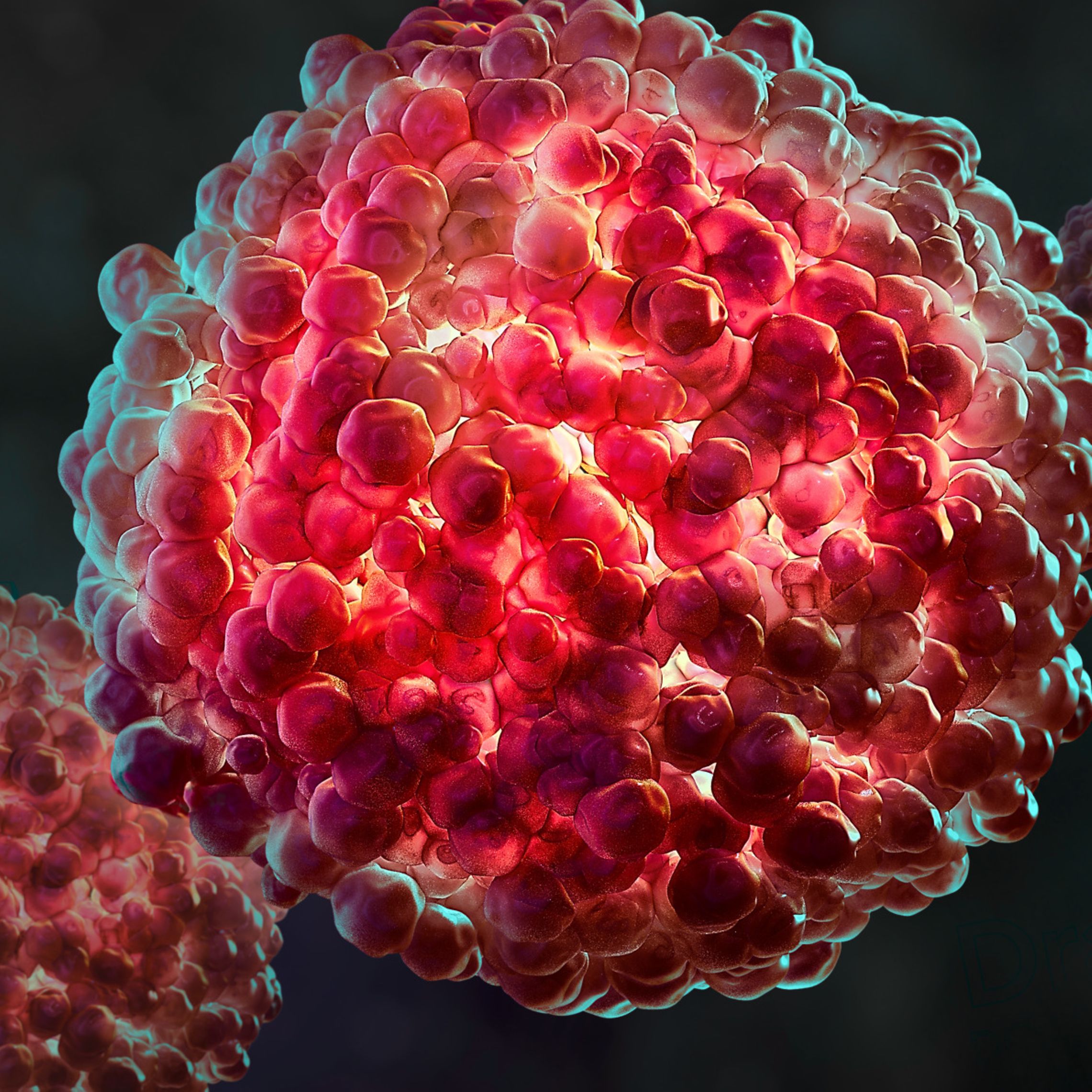 Live-Cell Monitoring: Optimizing Workflows for Advanced Cell Models ...