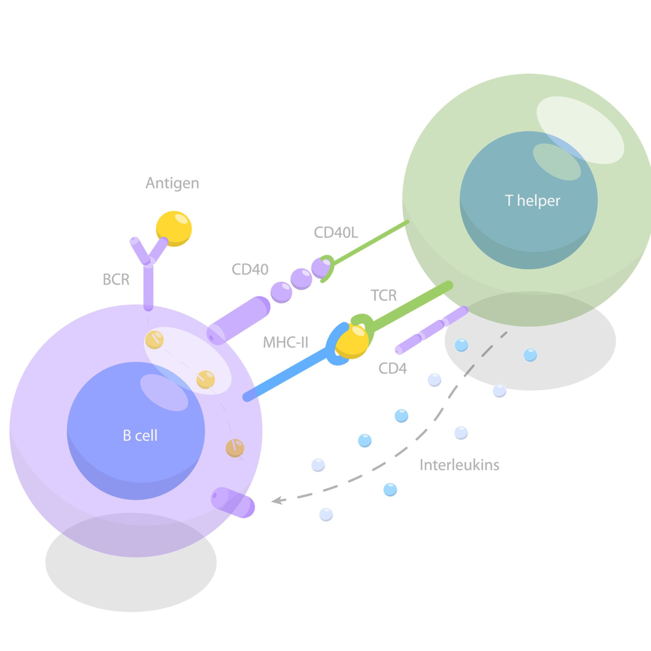 Advances in Immunogenicity Evaluation for Safer Biotherapeutics App ...