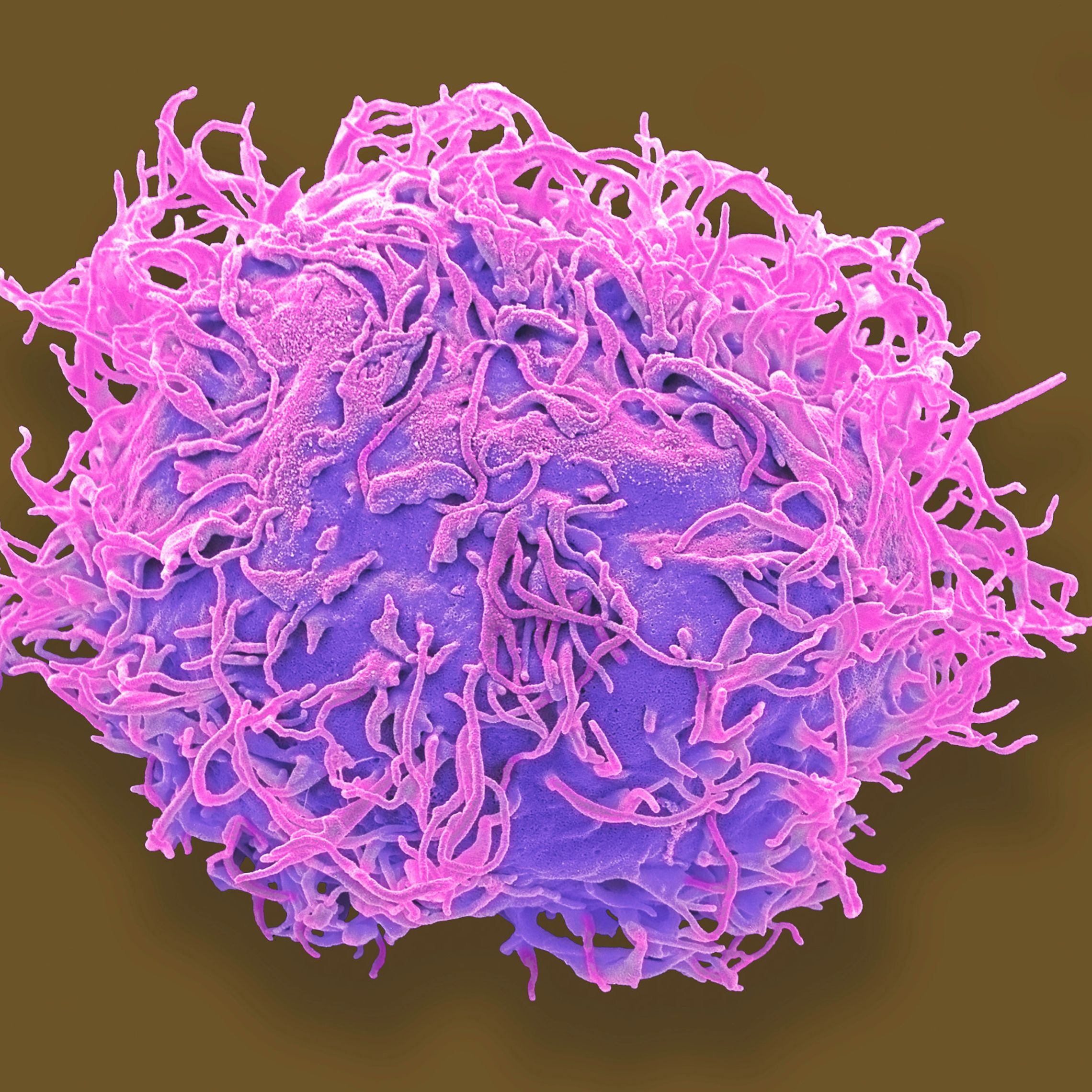 A simple workflow for the generation and live-cell imaging of 3D ...