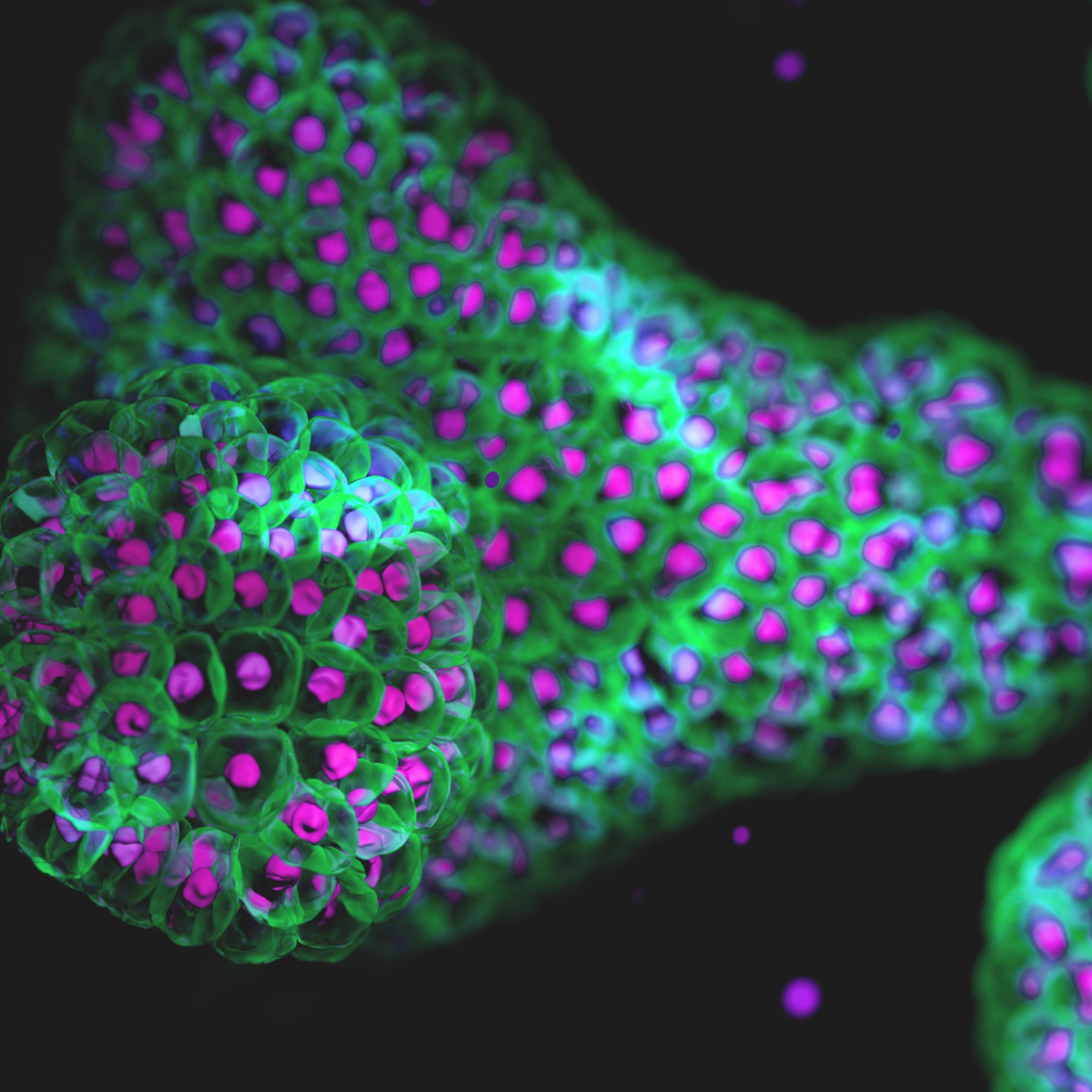 The Future of 3D Cell Analysis: From Isolation to Insight eBook | Sartorius