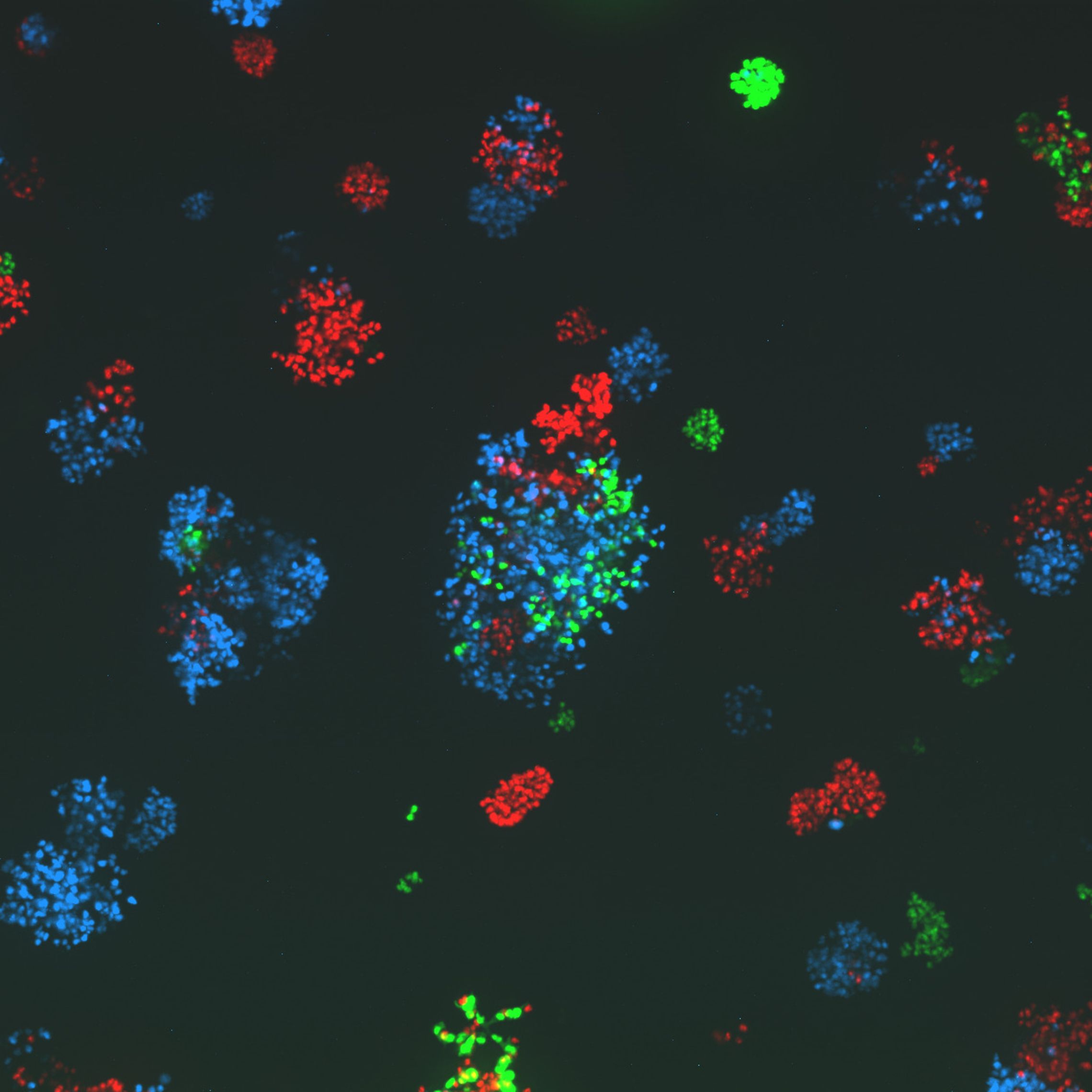 Advancing Discovery with Live-Cell Imaging and Analysis Tech Talk ...