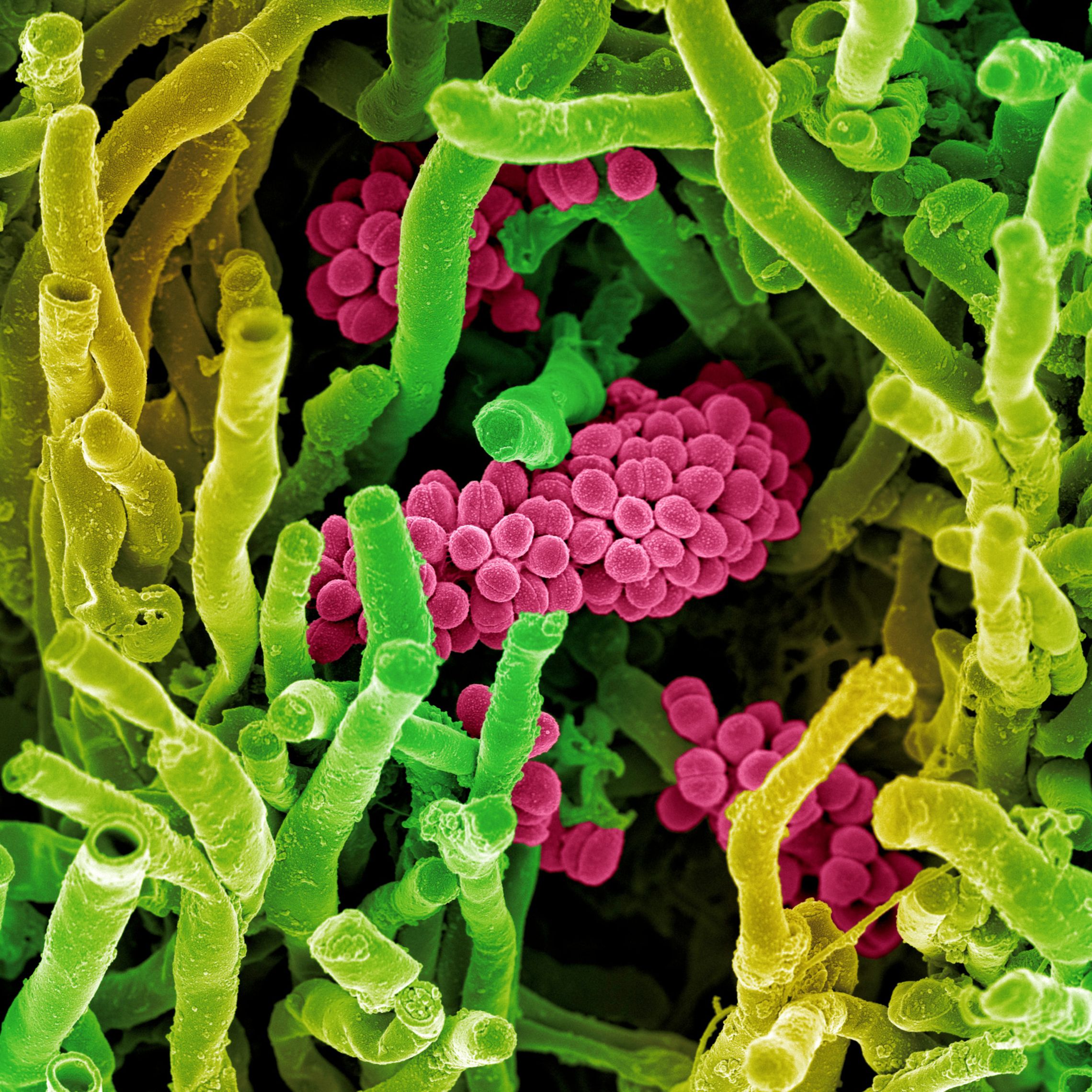 Pharmaceutical Microbiology | Sartorius