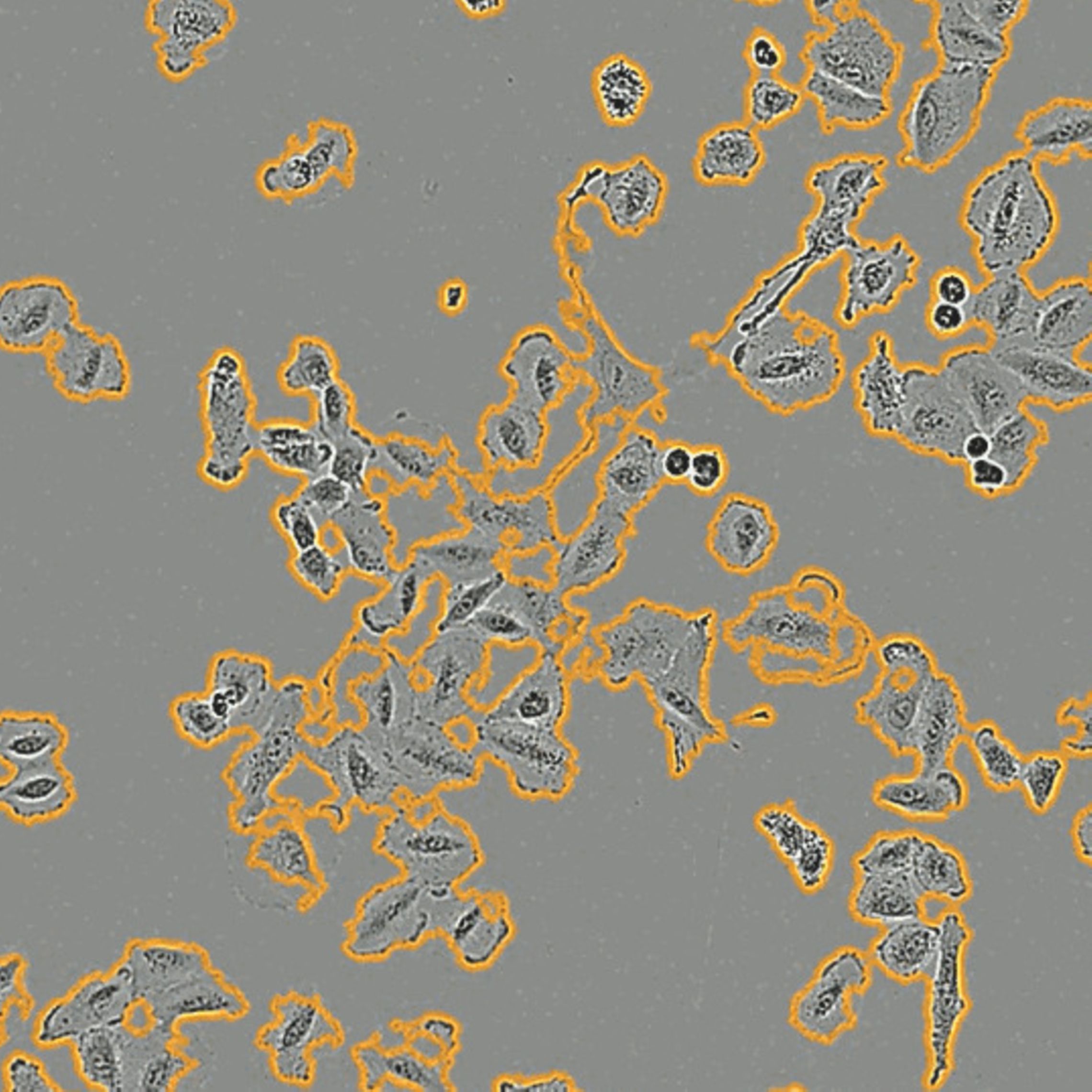 Kinetic Quantification of Cell Proliferation Using Live-Cell Analysis ...