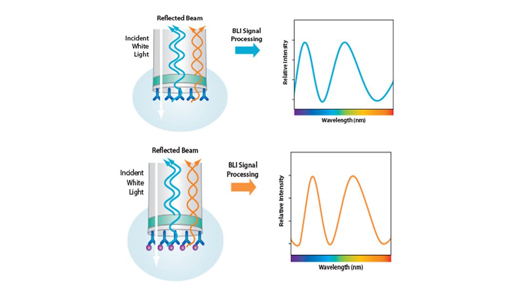 BLI Technology | Sartorius
