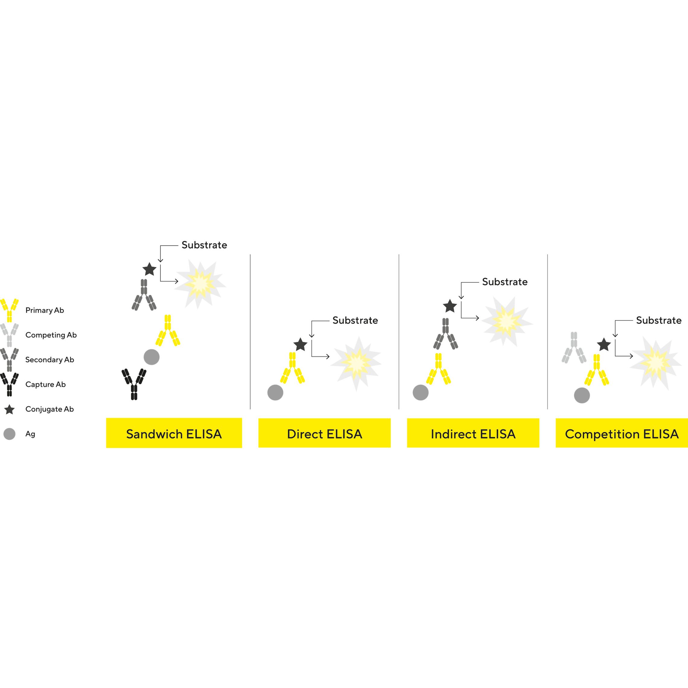 ELISA – Conception and Applications