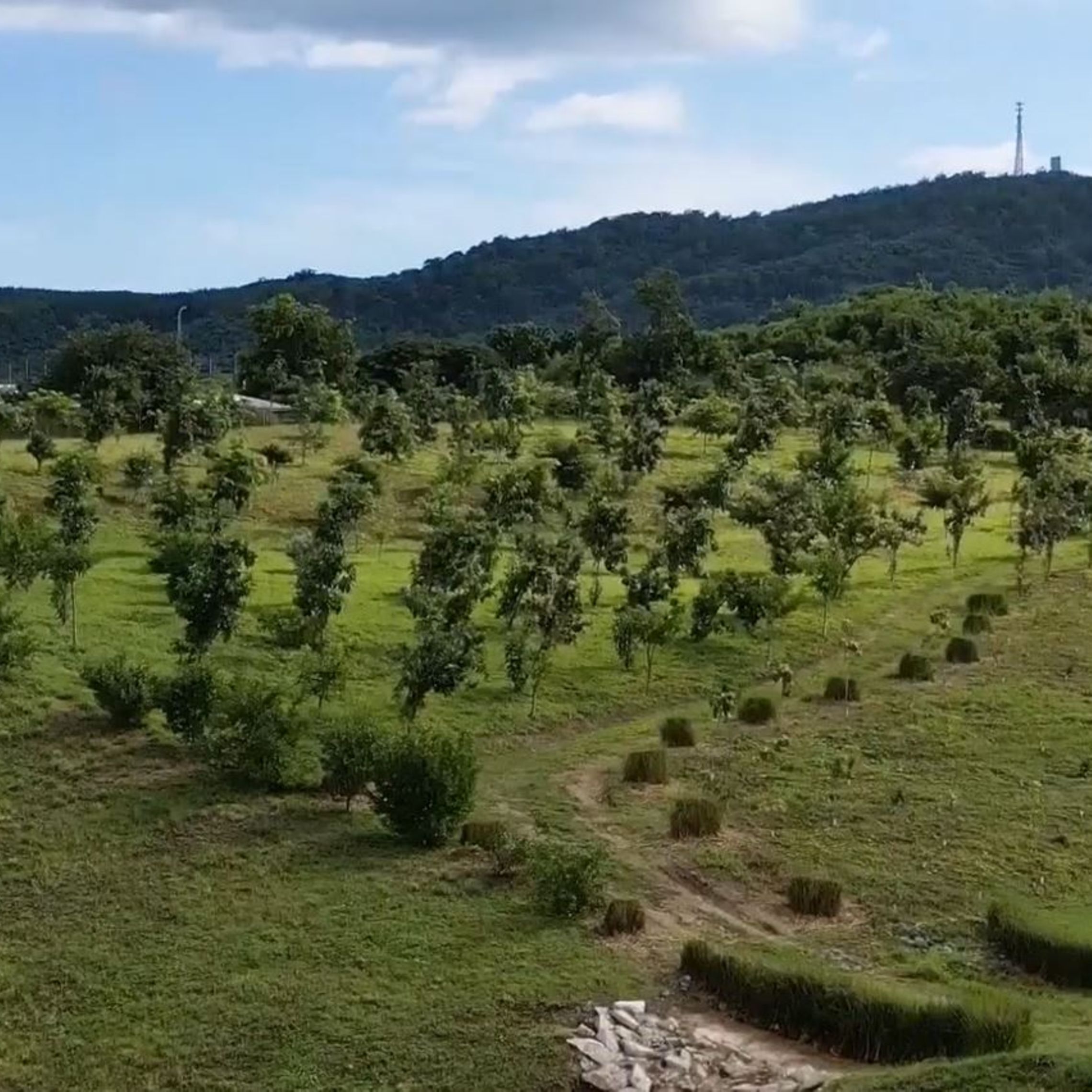 1,800 trees newly planted: Sartorius supports biodiversity in Puerto Rico