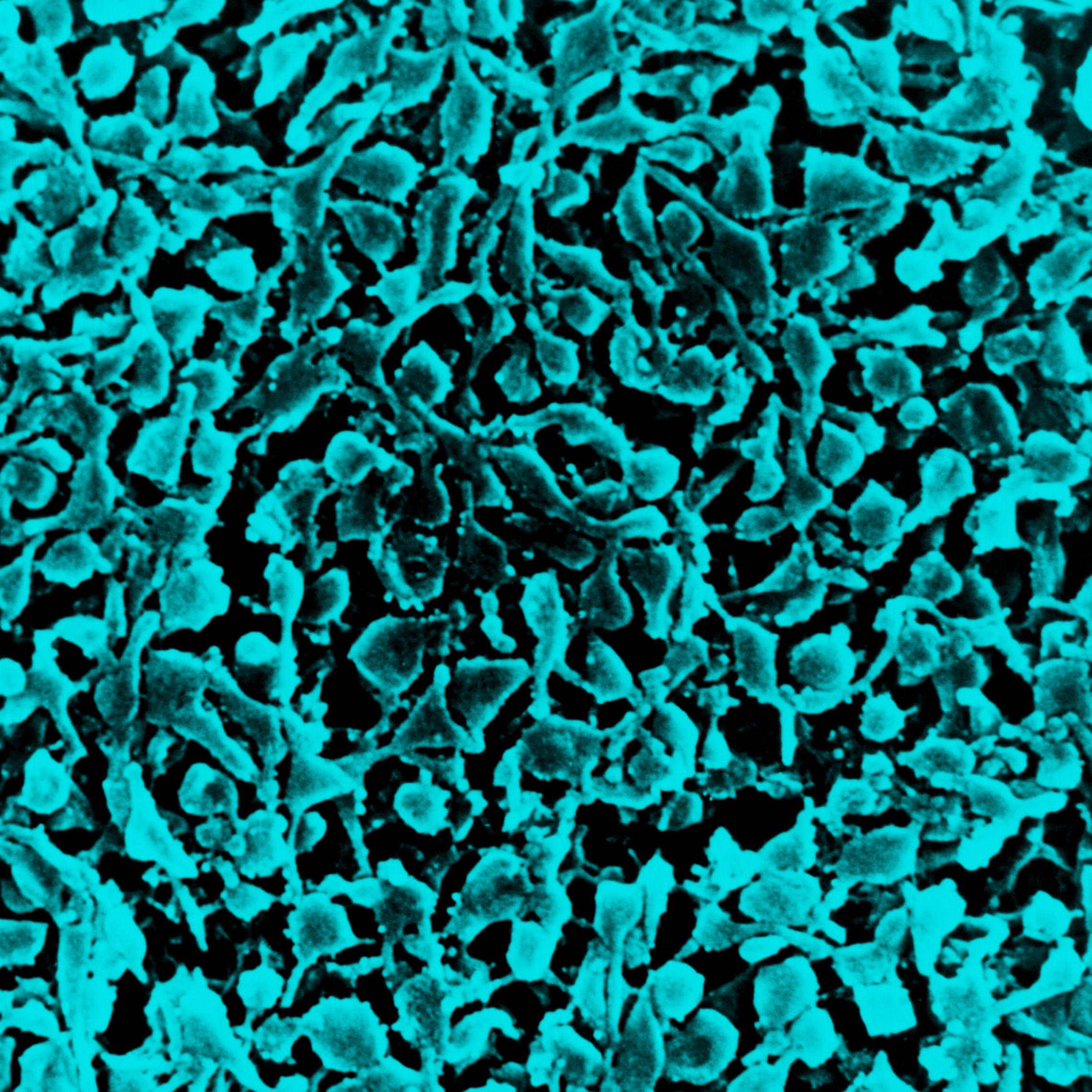 Detection and Prevention of Mycoplasma Contamination in Cell Cultures ...