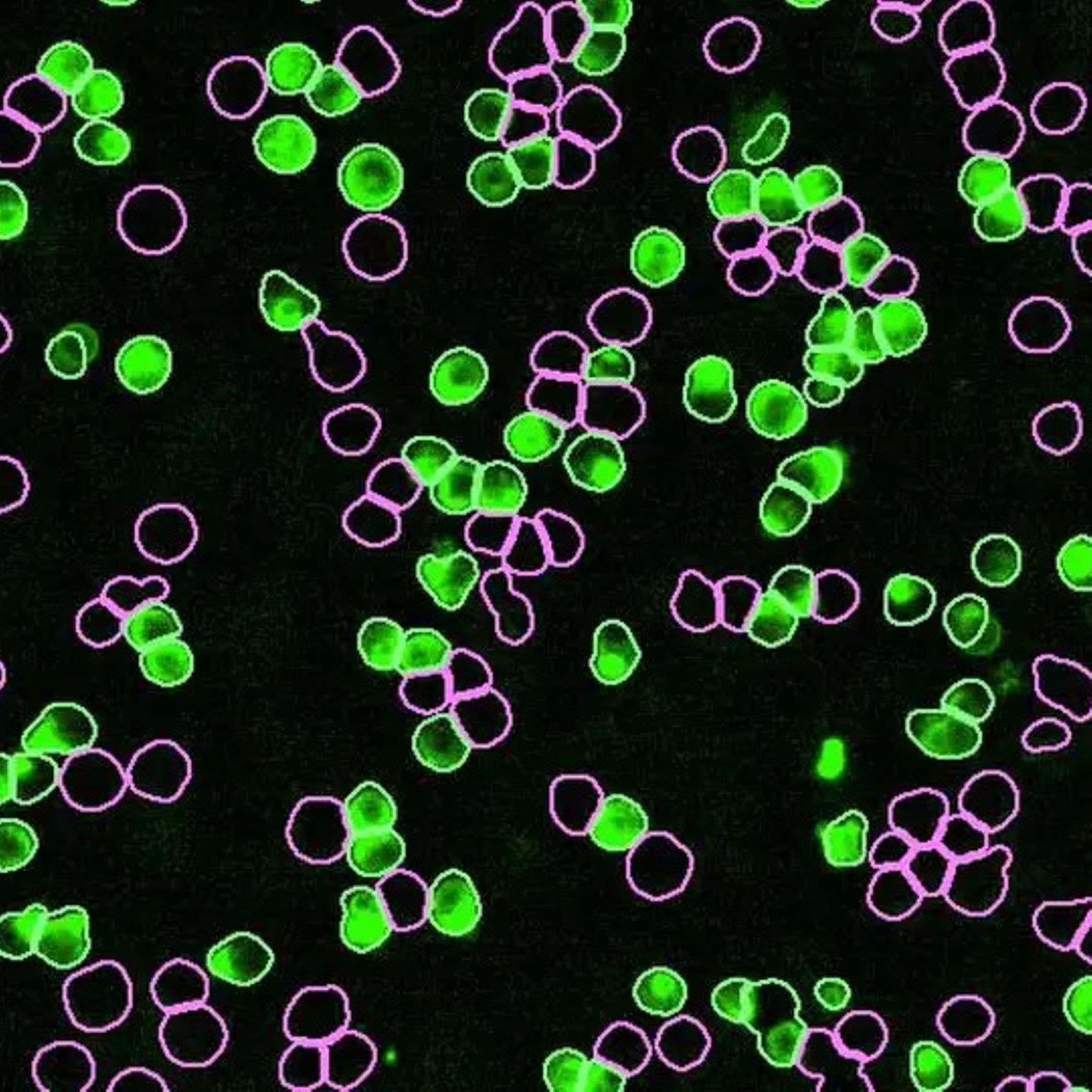 Incucyte S3 Software v2018B | Sartorius