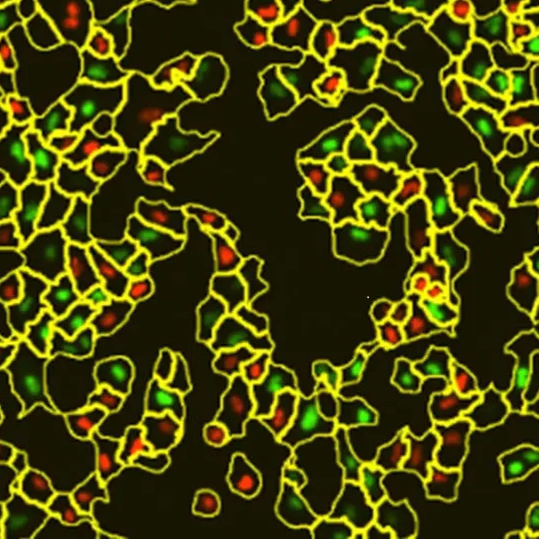 Incucyte Software v2019A | Sartorius