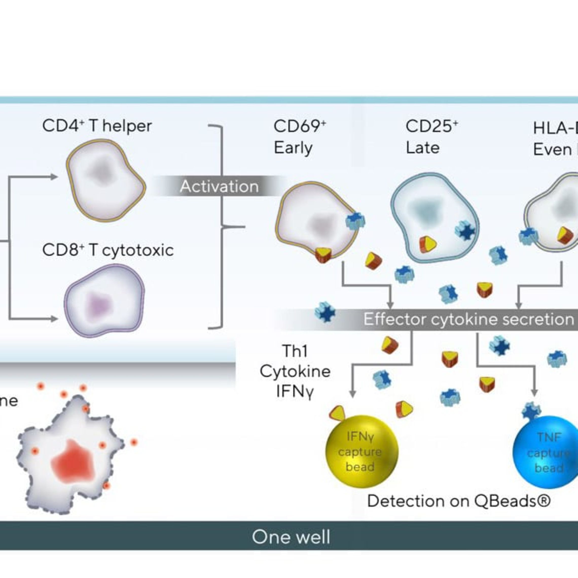 Cytotoxic T Cells Activation