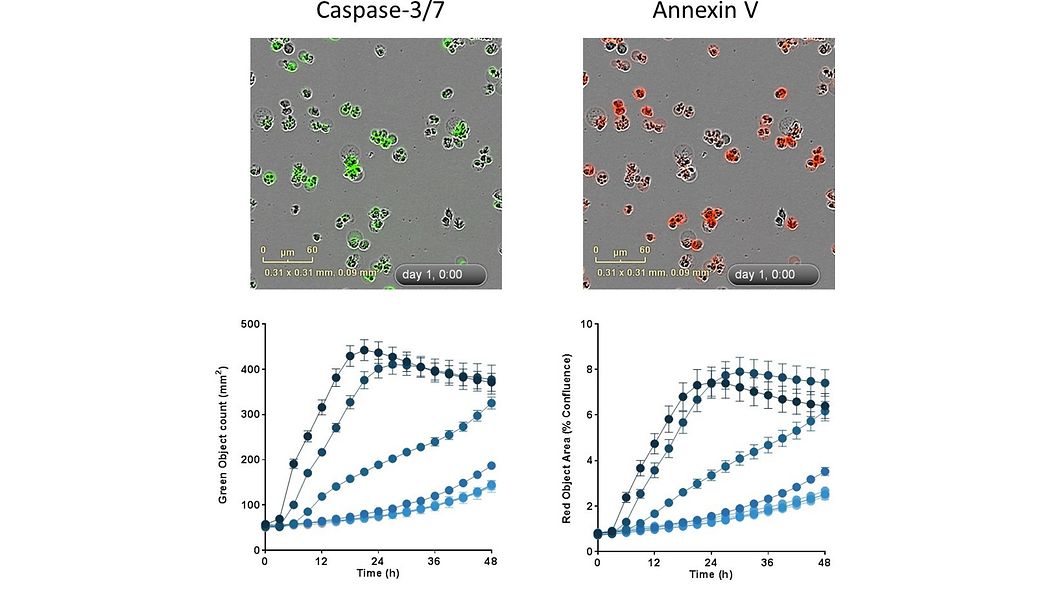 Apoptosis | Sartorius