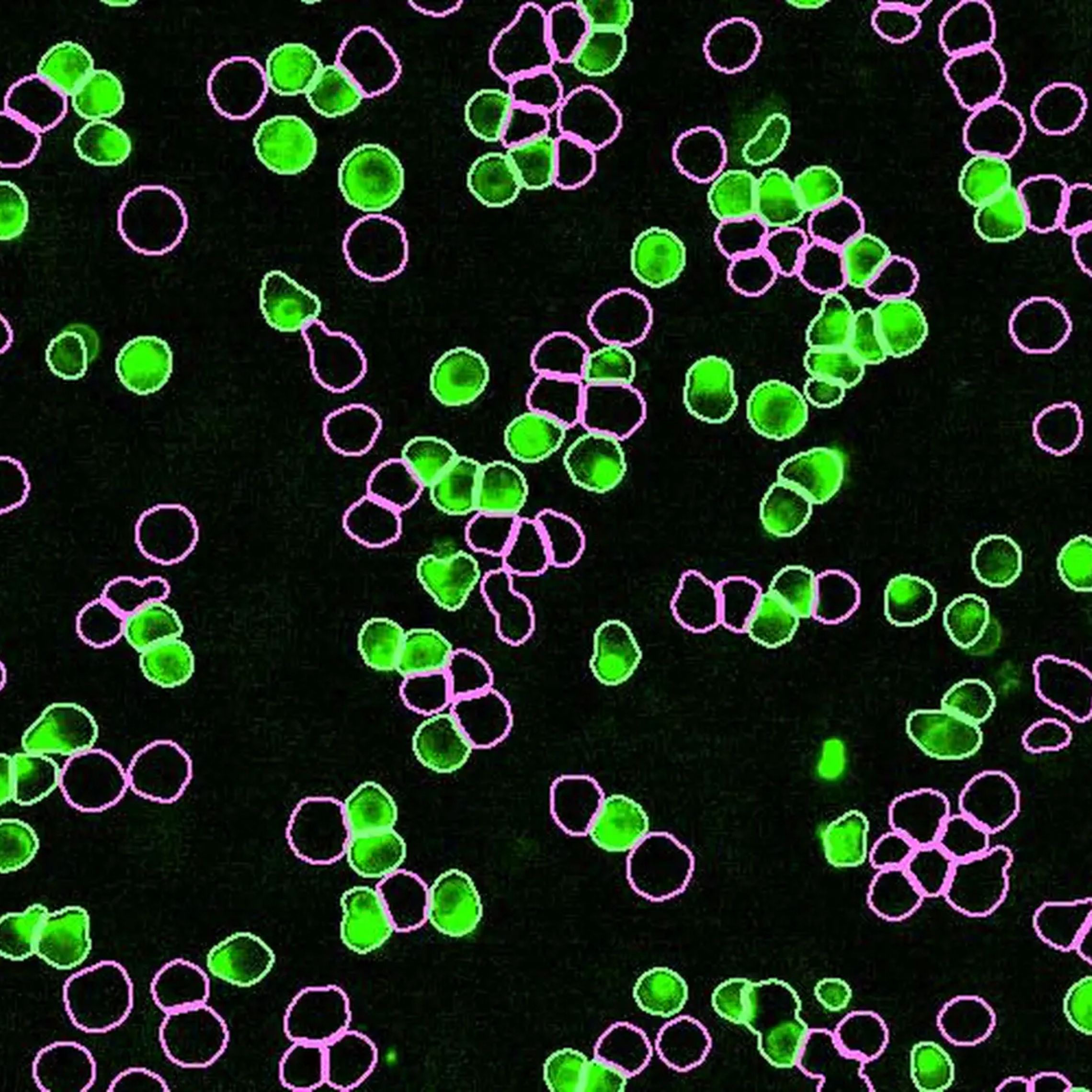 Cell-by-Cell Analysis | Sartorius