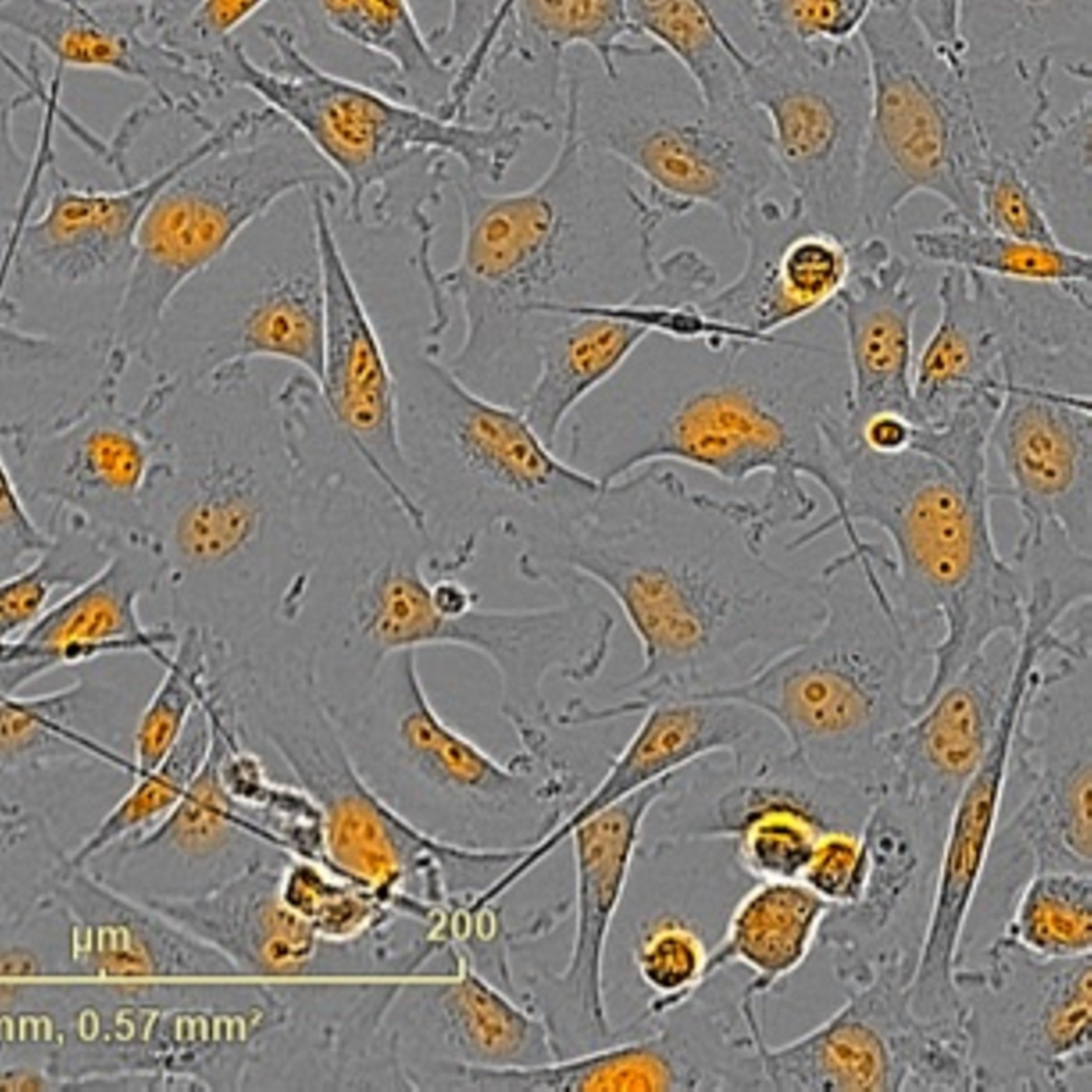 Live-Cell Analysis — Thank You
