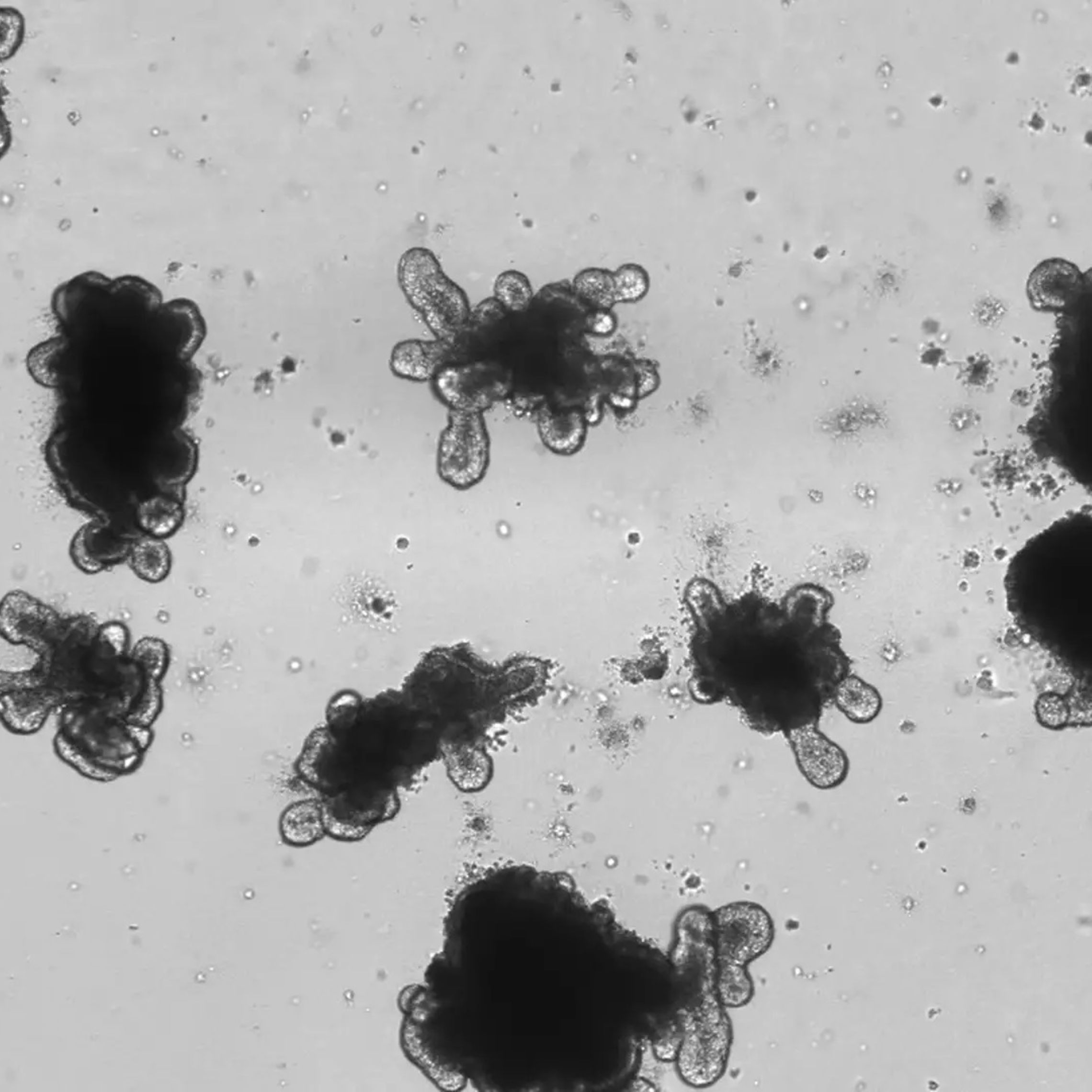 Incucyte Software v2020c | Sartorius