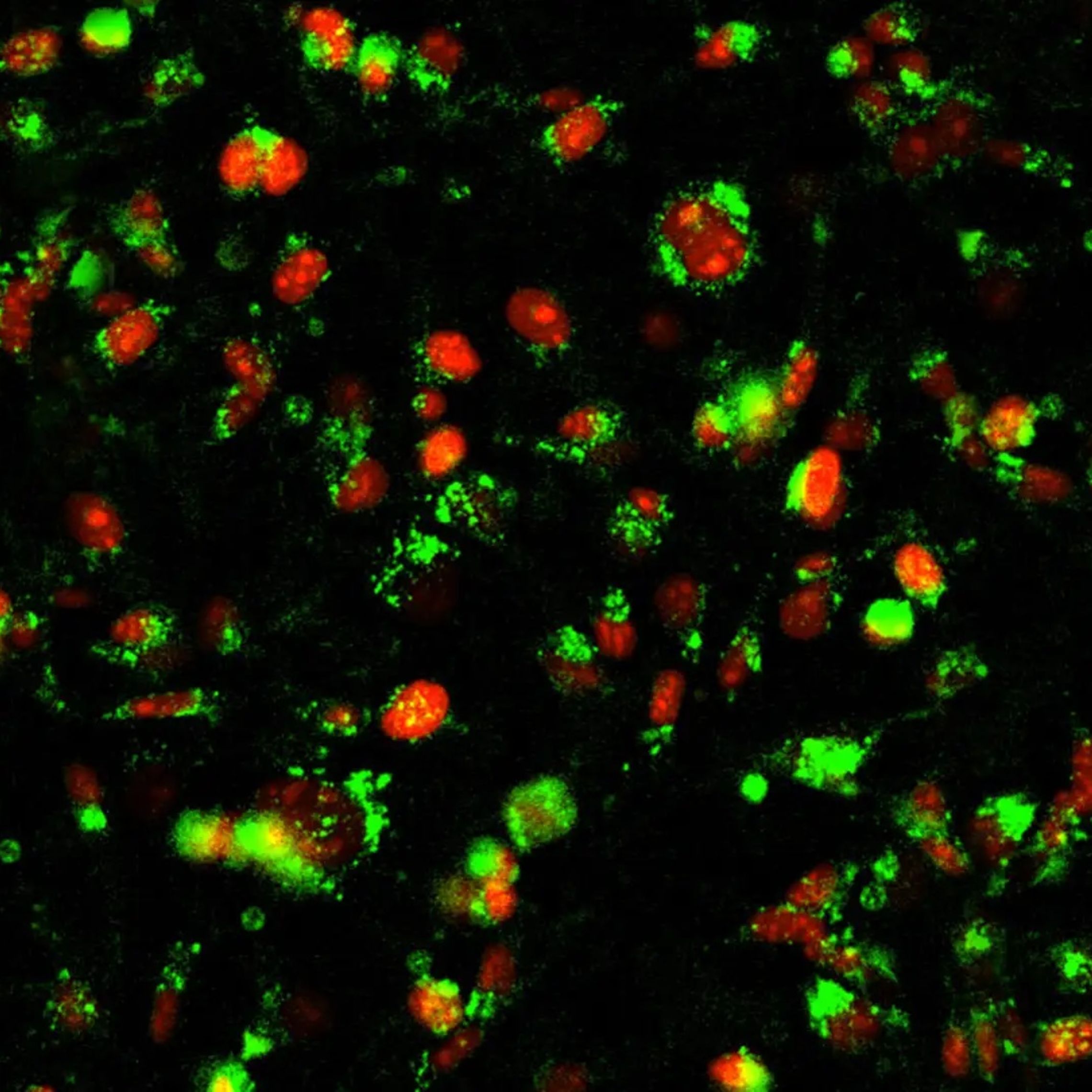 Live-Cell Immunocytochemistry | Sartorius