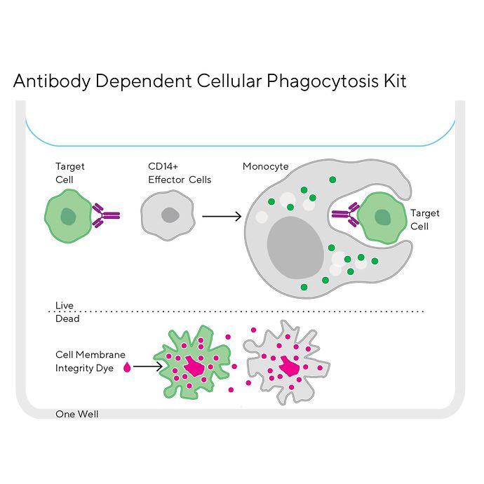 Antibody Dependent Cellular Phagocytosis | Sartorius