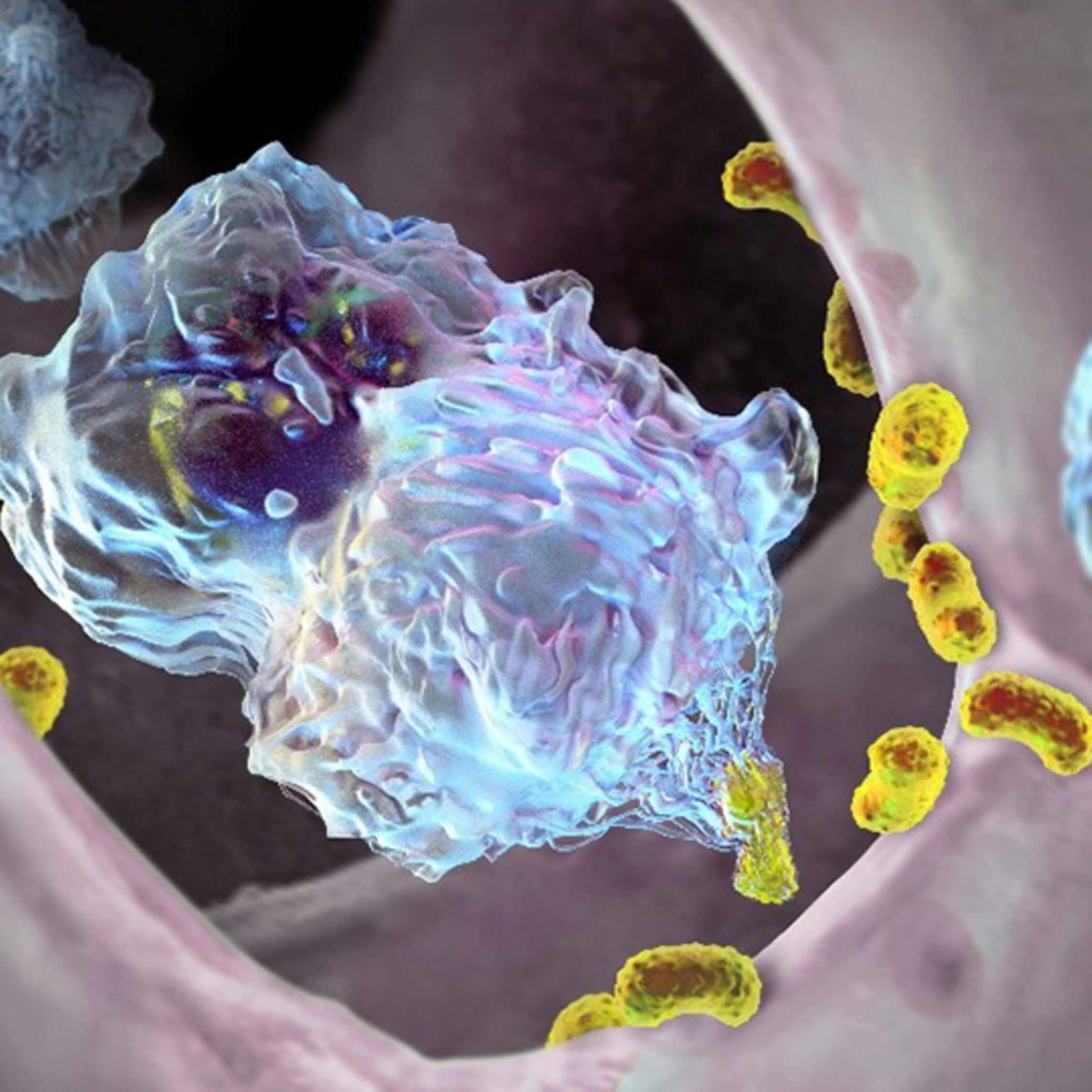 Immunology | Sartorius