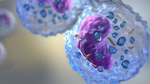 Immunology | Sartorius