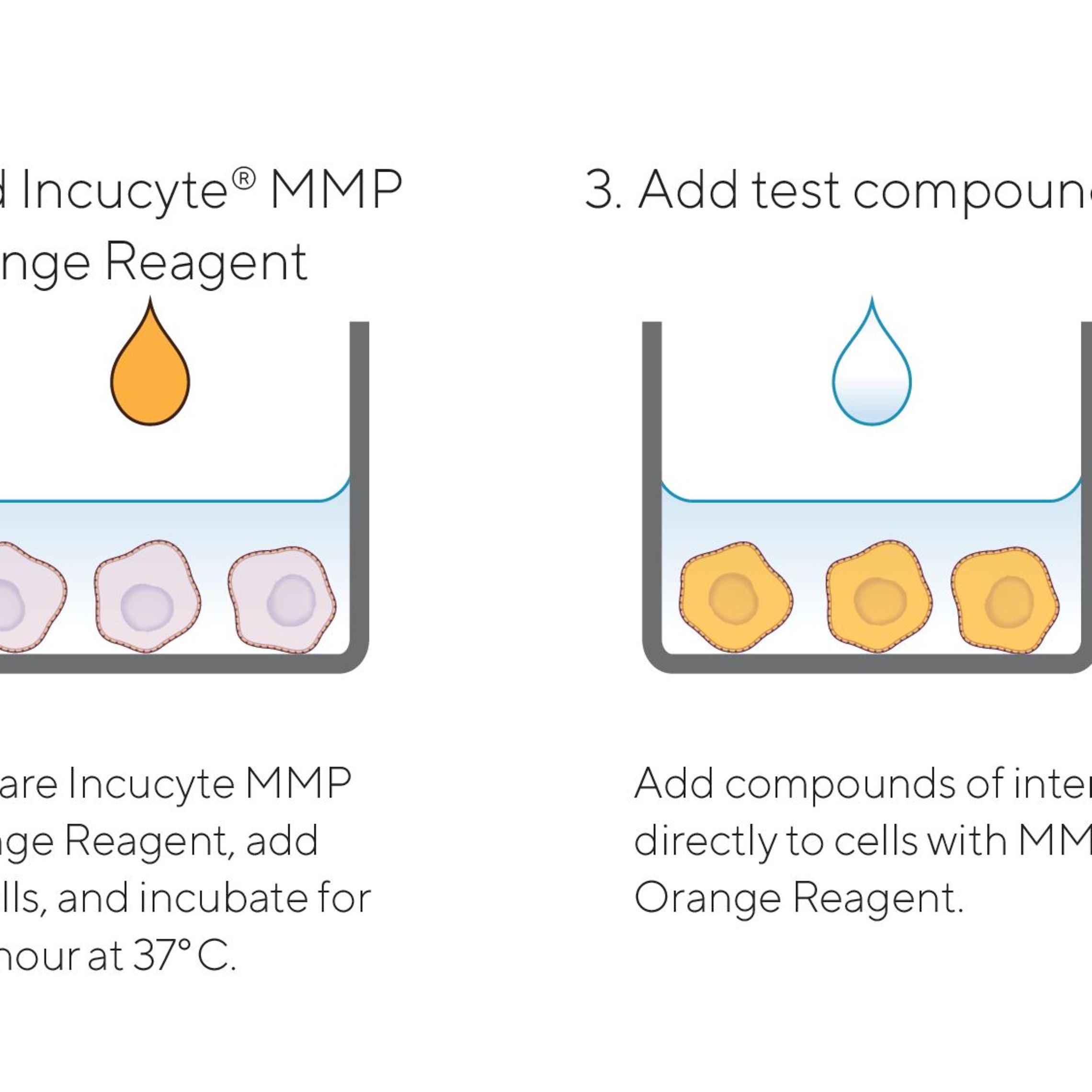 Mitochondrial Membrane Potential Assay | Sartorius
