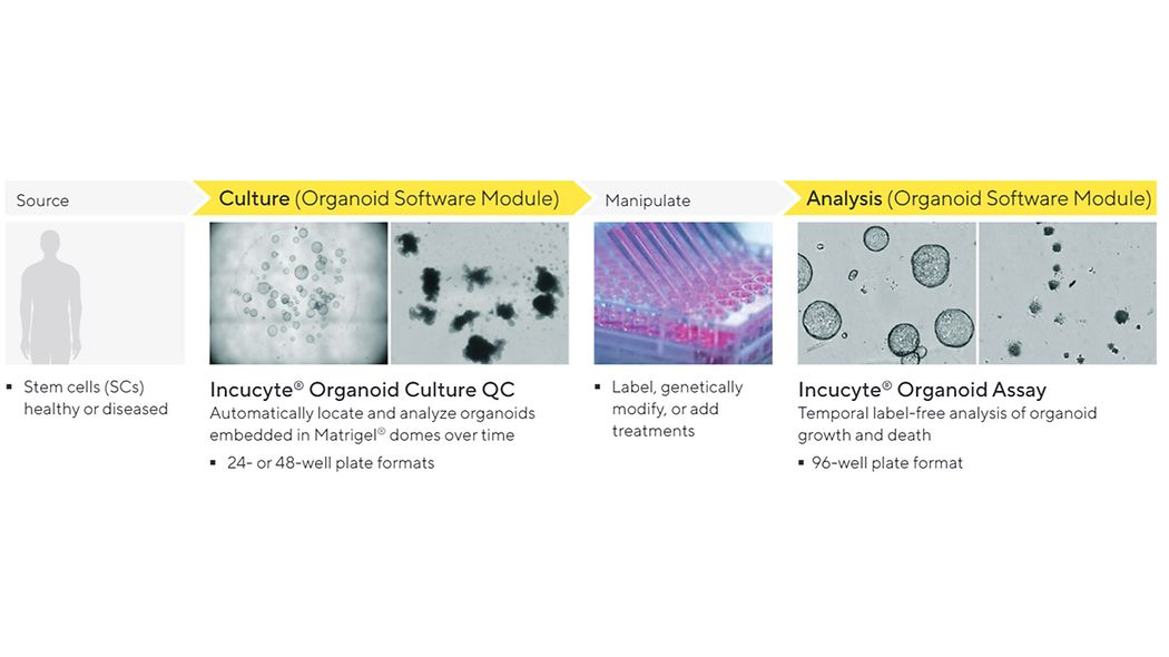 Organoid Assay | Sartorius