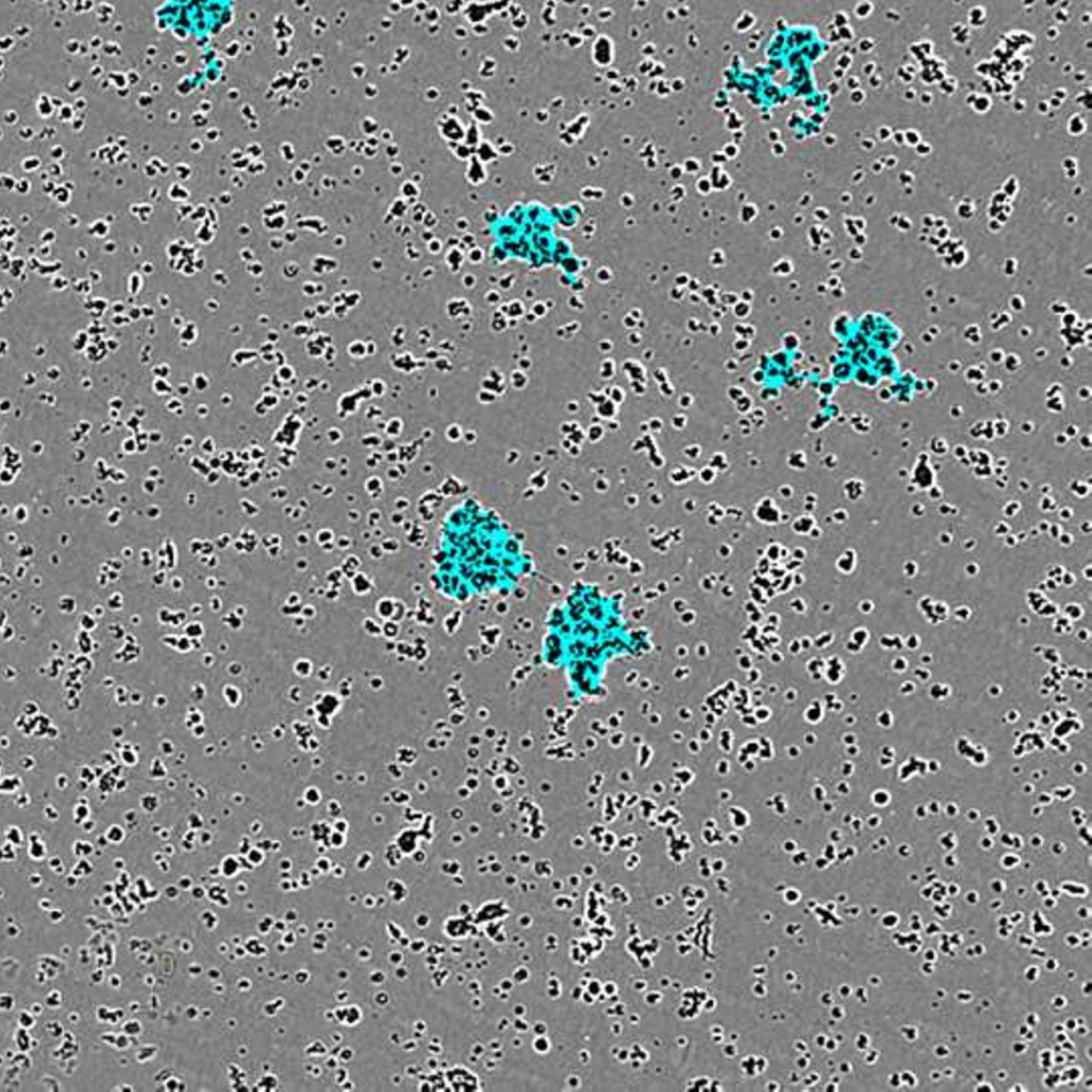 Immune Cell Activiation & Proliferation | Sartorius